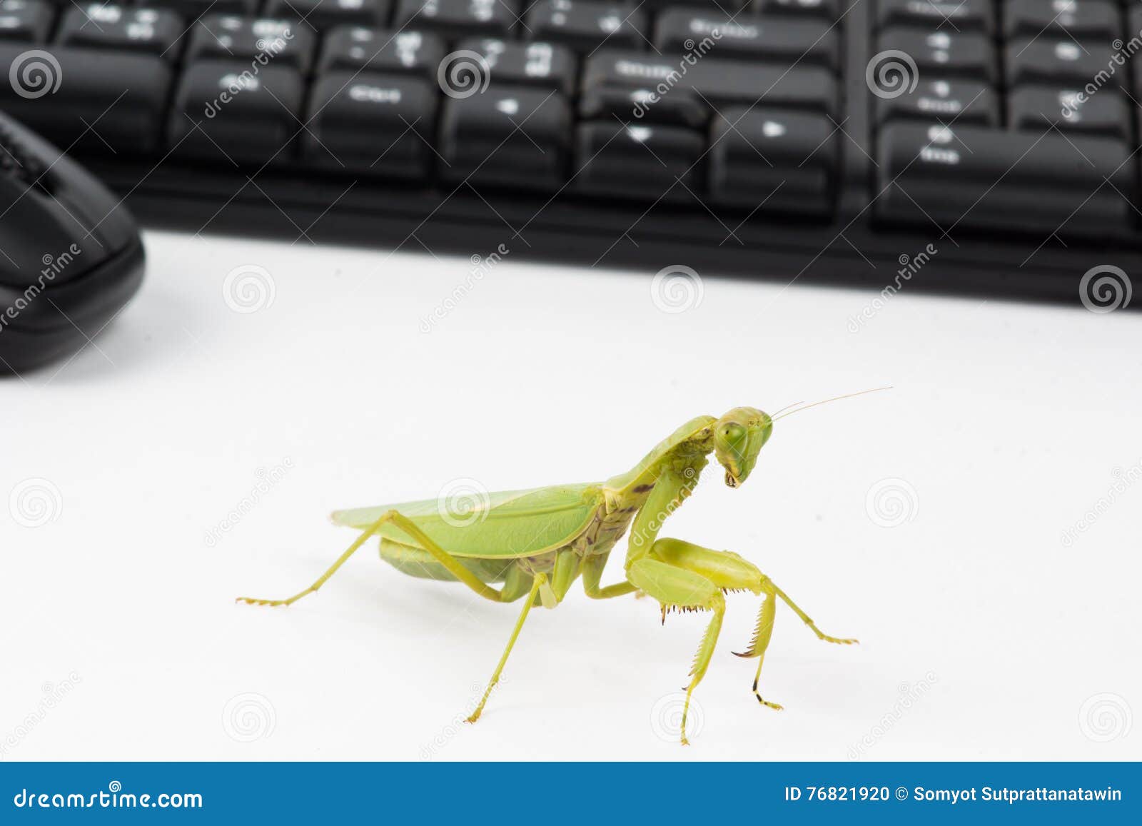 Praying Mantis Insect Dancing Stock Photo - Image of iridopterygidae ...