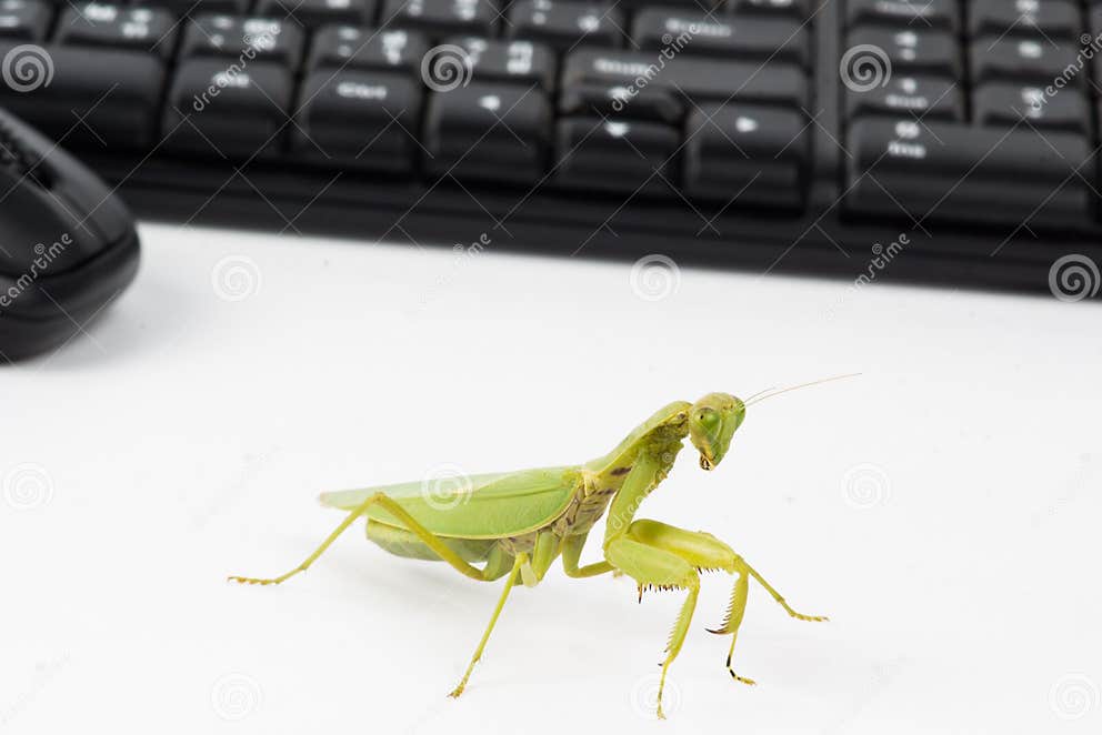 Praying Mantis Insect Dancing Stock Photo - Image of iridopterygidae ...