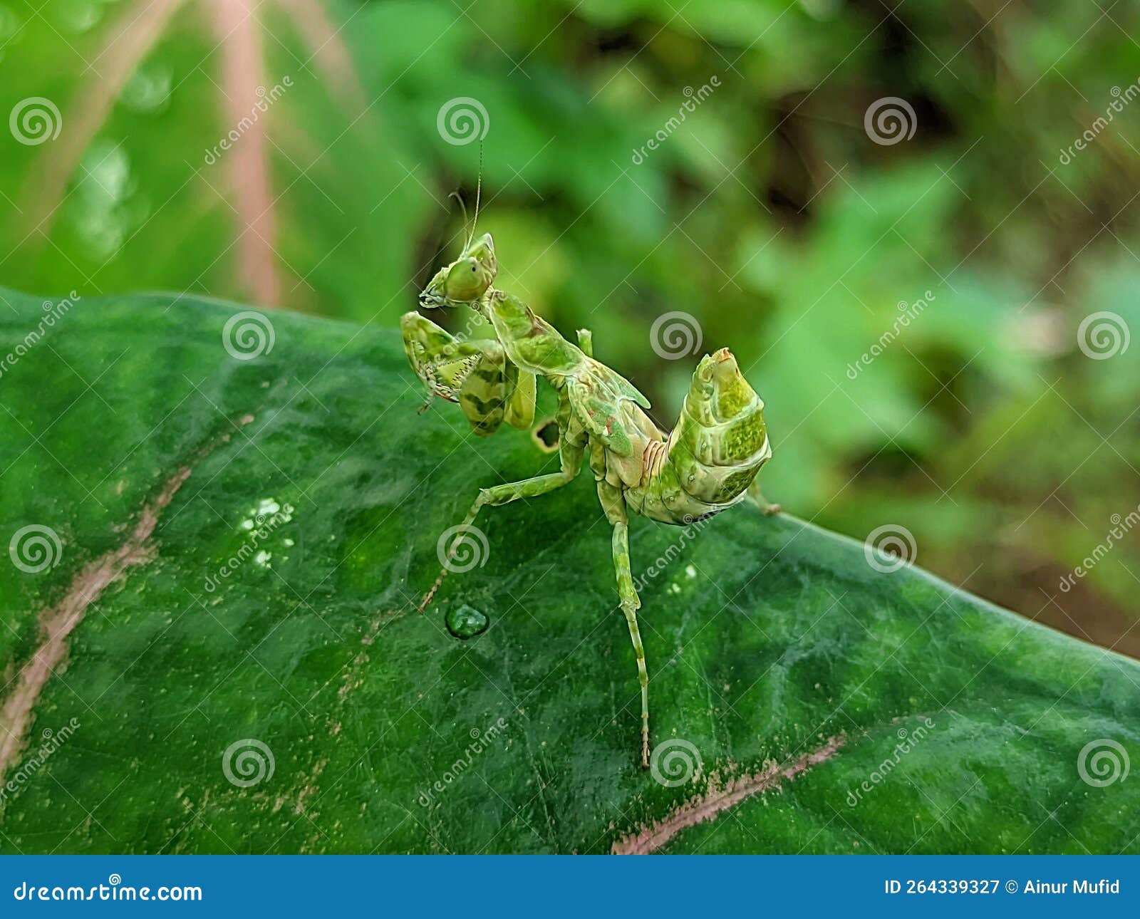 The Praying Mantis is an Insect of the Mantodea Order and is Usually ...