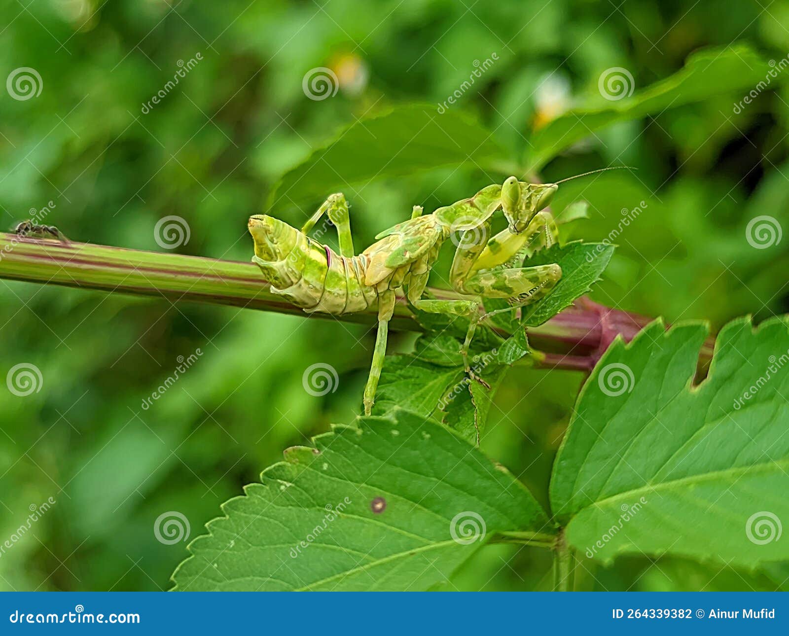 The Praying Mantis is an Insect of the Mantodea Order and is Usually ...