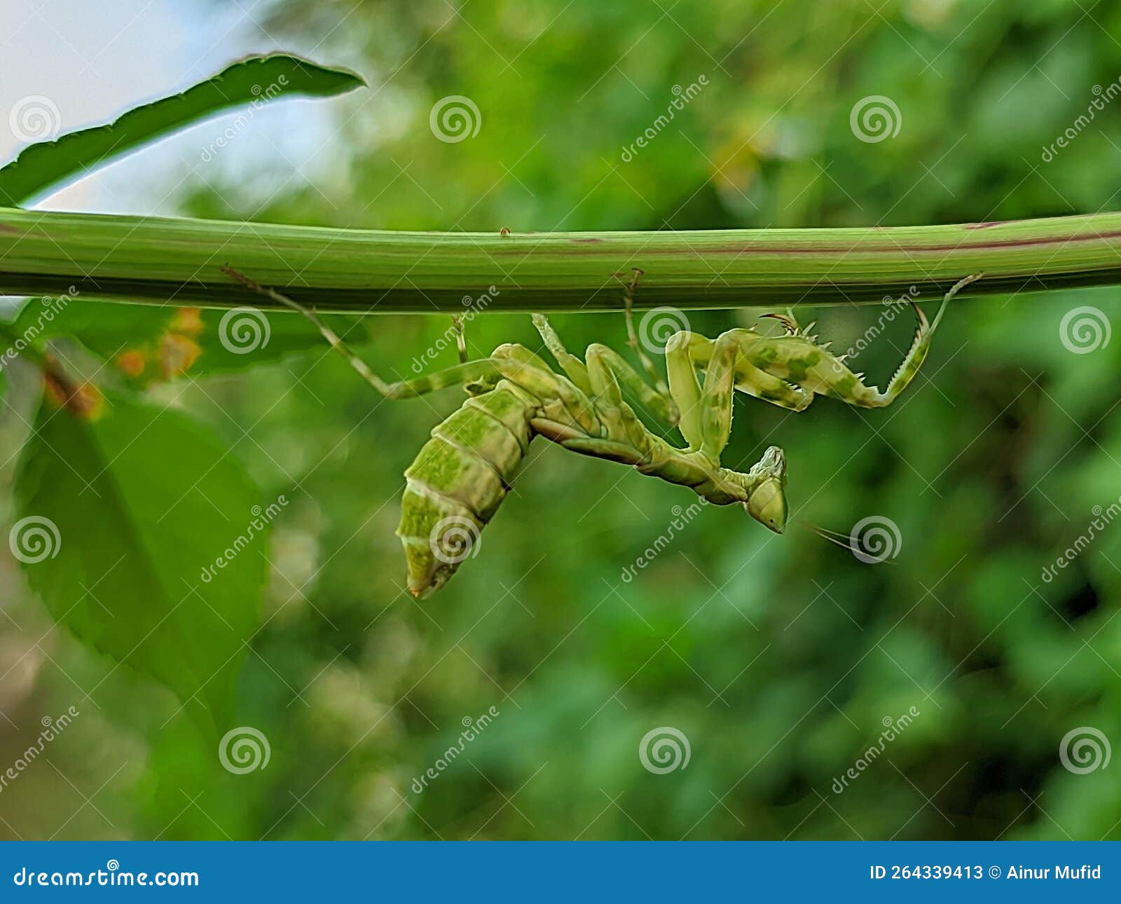 The Praying Mantis is an Insect of the Mantodea Order and is Usually ...