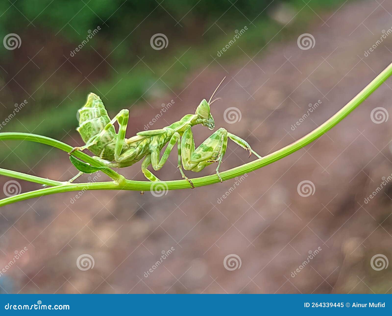The Praying Mantis is an Insect of the Mantodea Order and is Usually ...