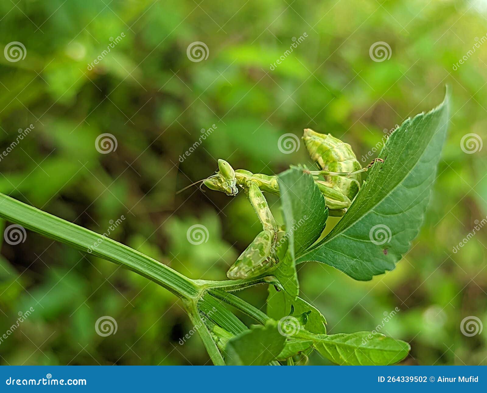 The Praying Mantis is an Insect of the Mantodea Order and is Usually ...