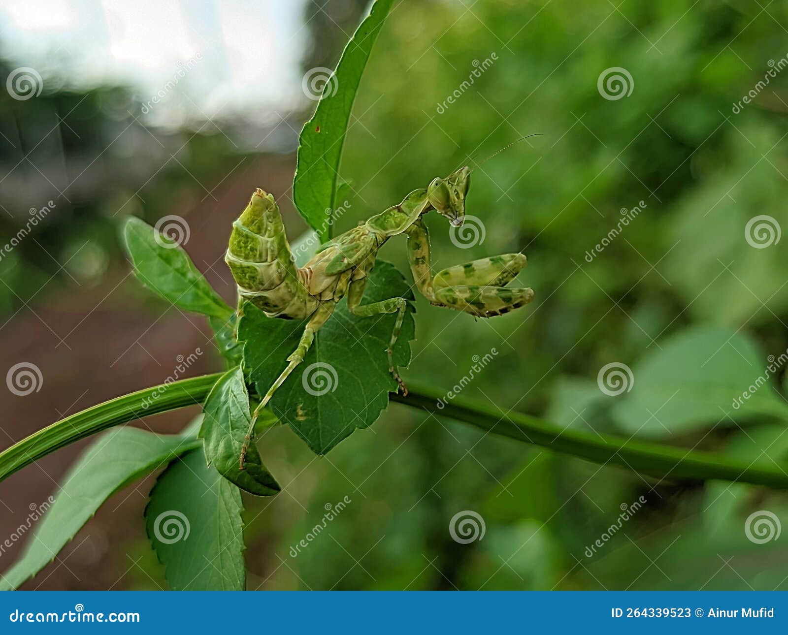 The Praying Mantis is an Insect of the Mantodea Order and is Usually ...