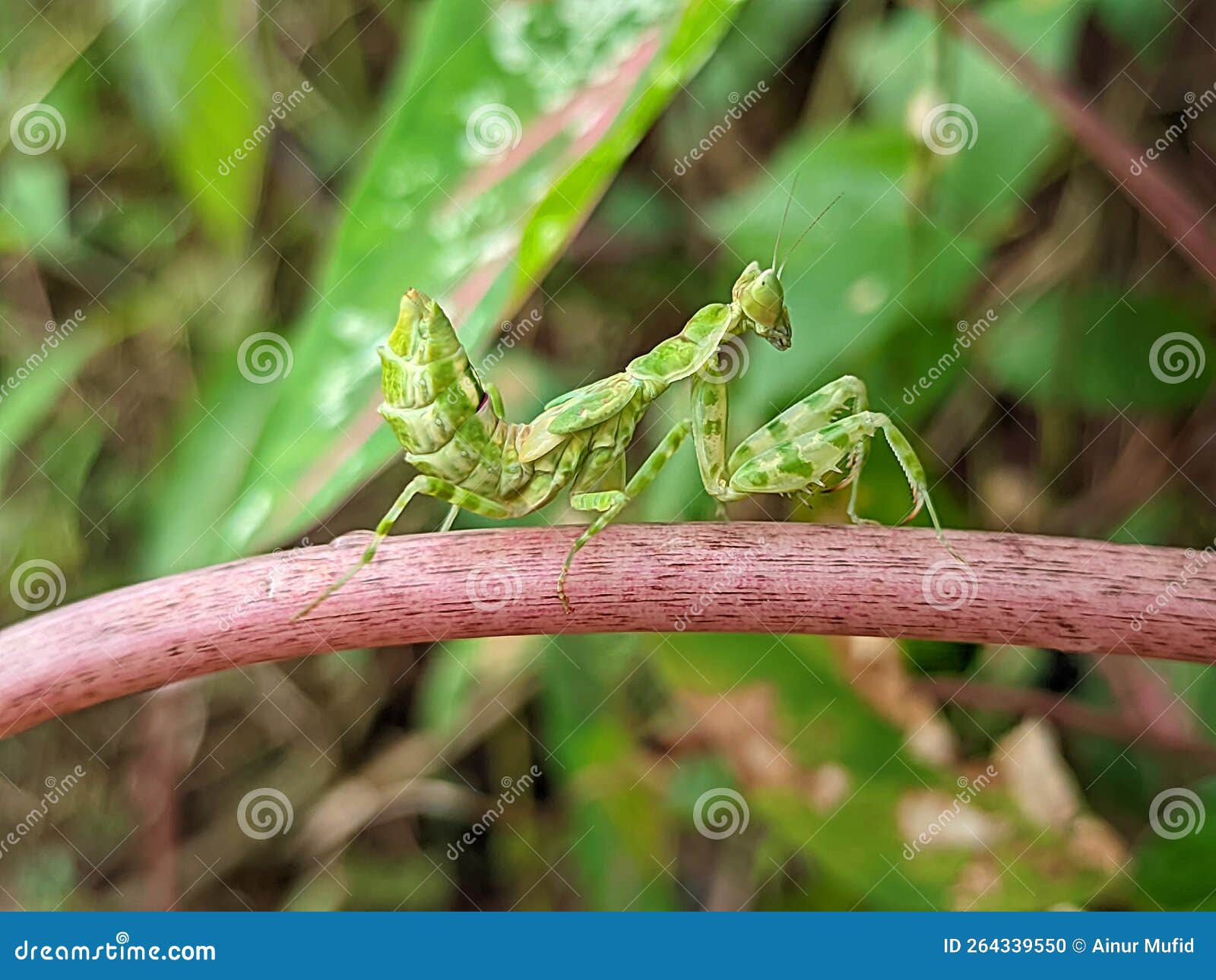 The Praying Mantis is an Insect of the Mantodea Order and is Usually ...