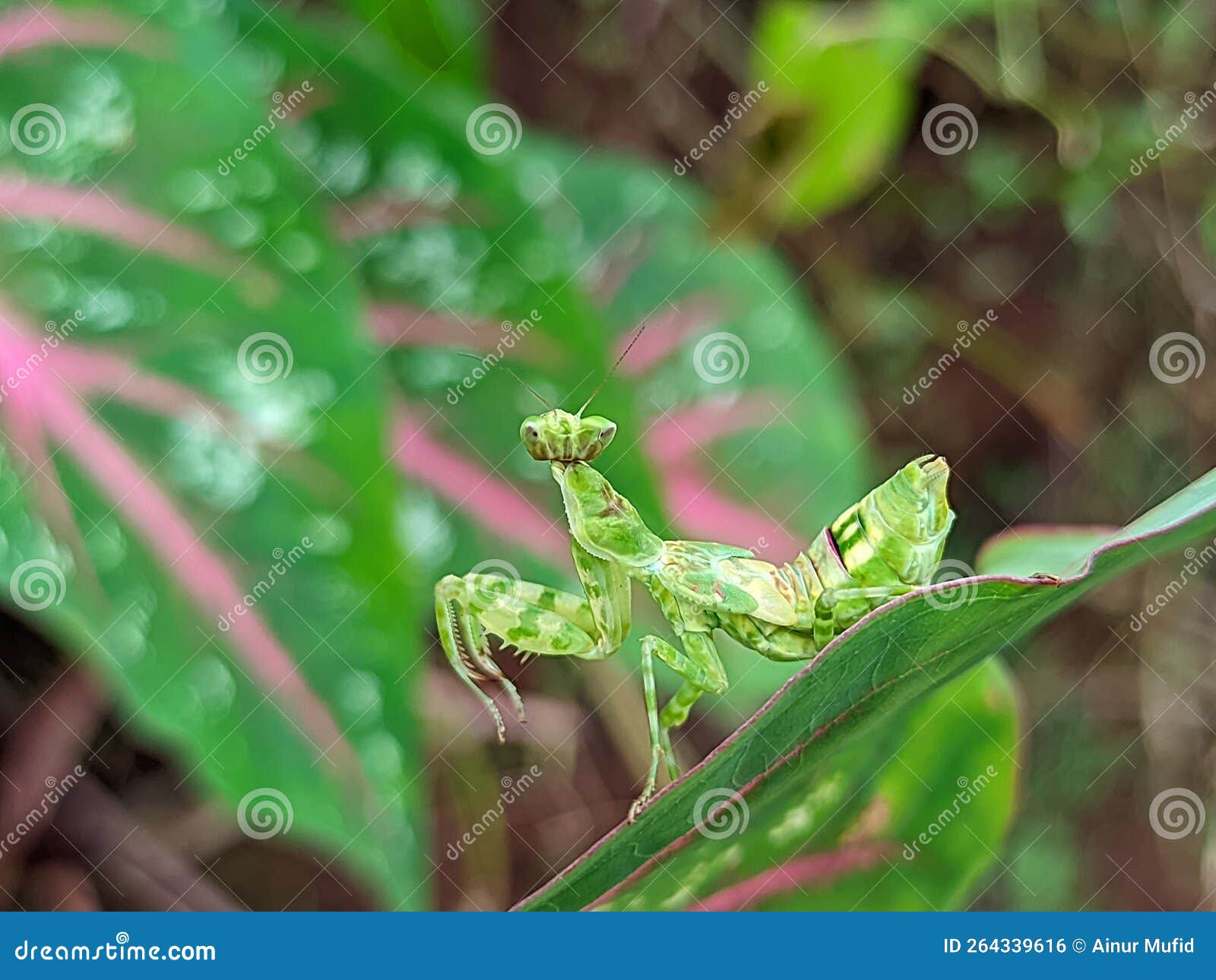 The Praying Mantis is an Insect of the Mantodea Order and is Usually ...