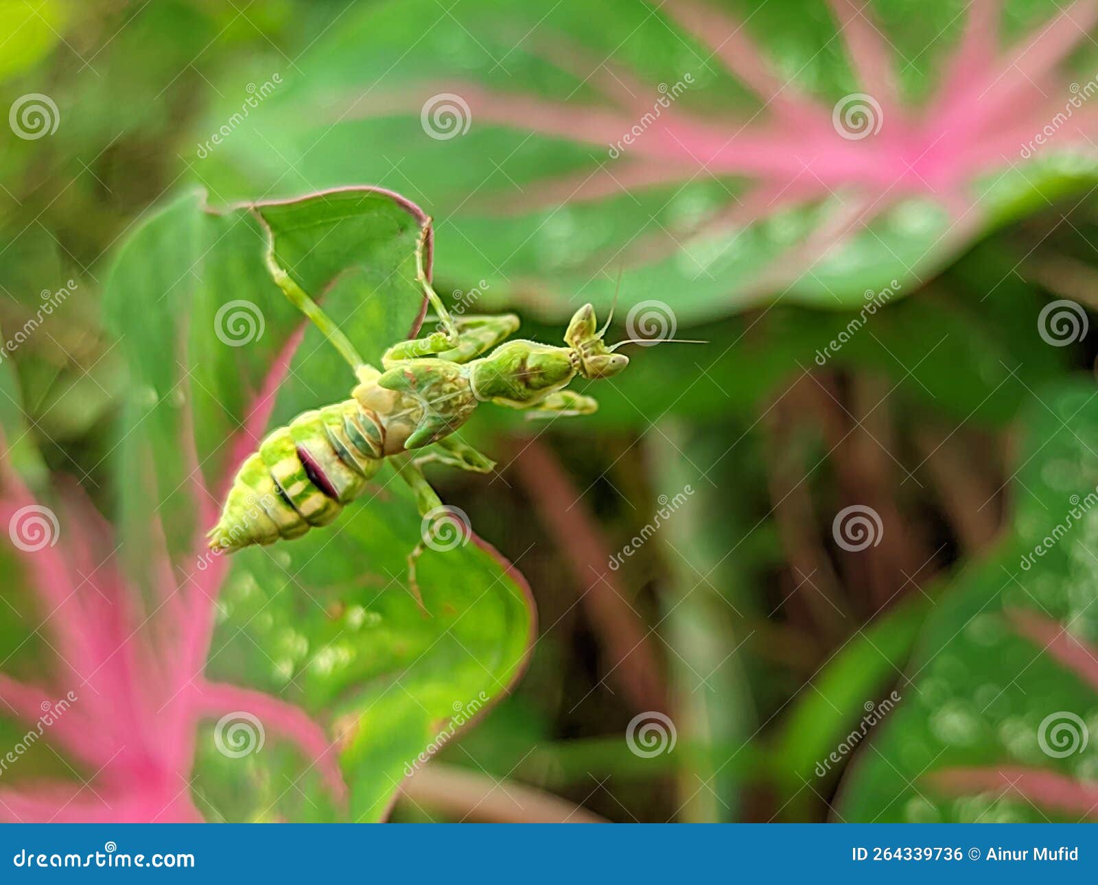 The Praying Mantis is an Insect of the Mantodea Order and is Usually ...