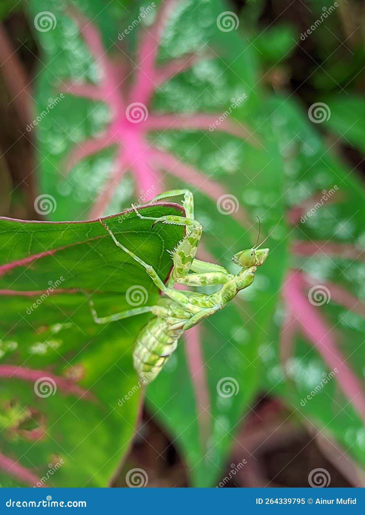 The Praying Mantis is an Insect of the Mantodea Order and is Usually ...