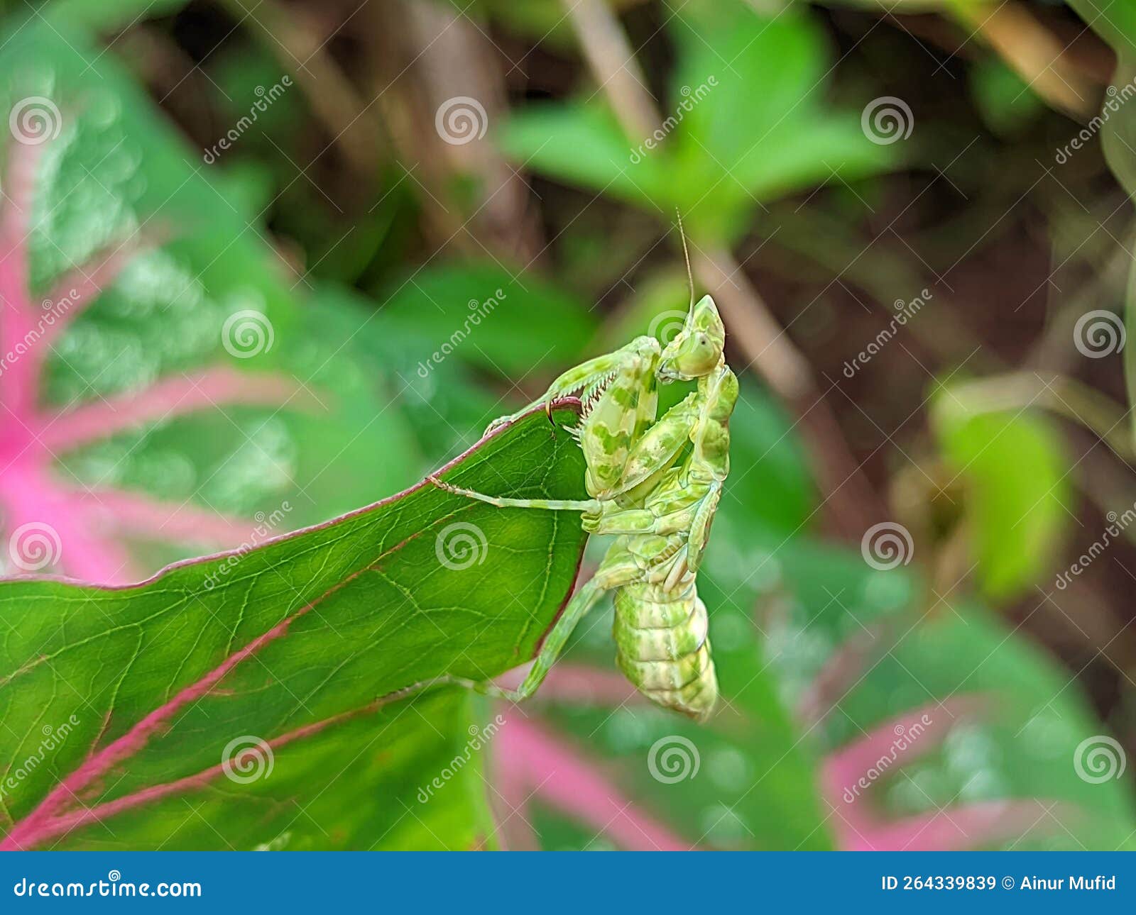 The Praying Mantis is an Insect of the Mantodea Order and is Usually ...