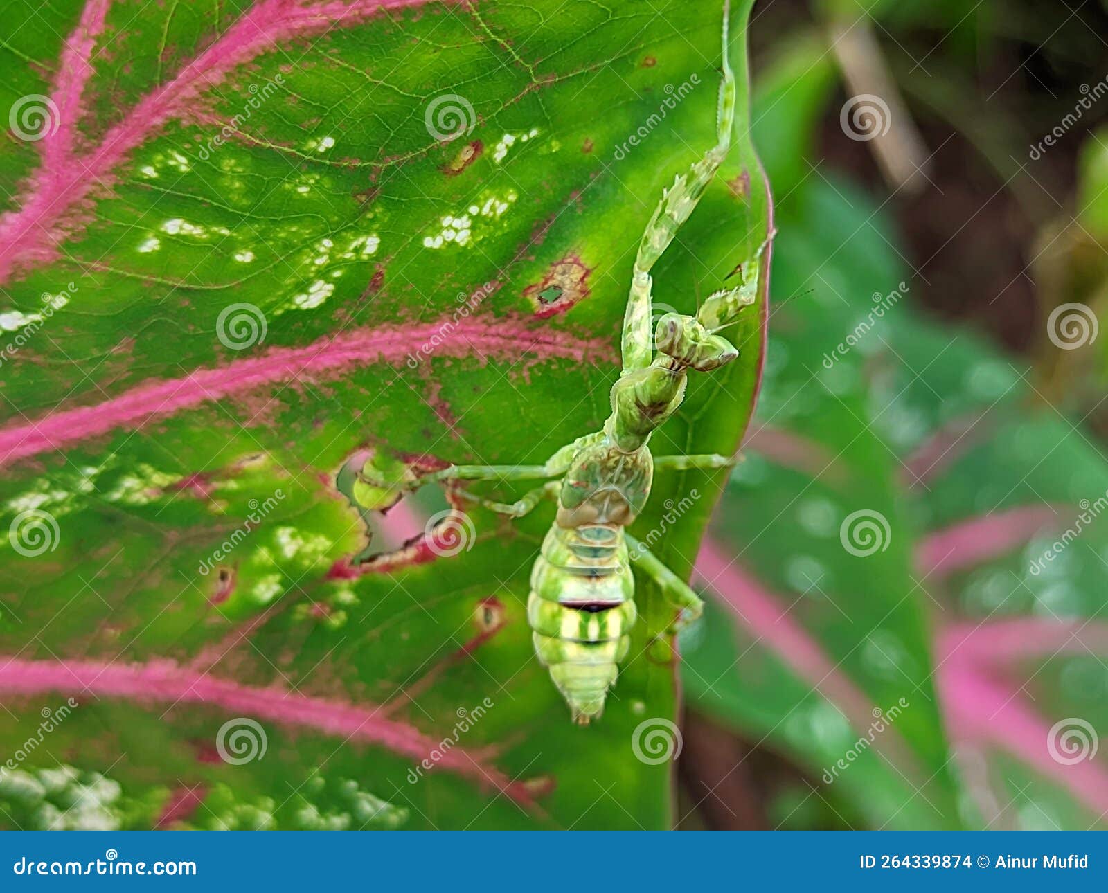 The Praying Mantis is an Insect of the Mantodea Order and is Usually ...