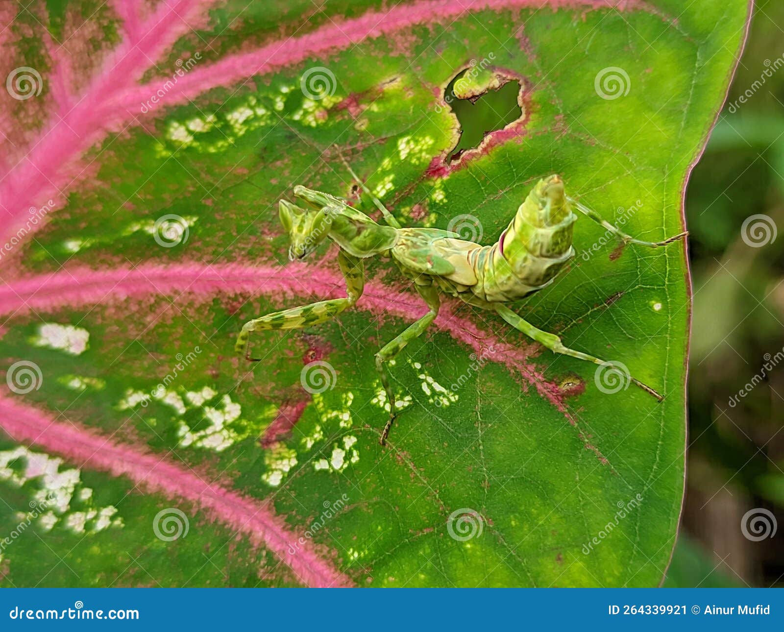 The Praying Mantis is an Insect of the Mantodea Order and is Usually ...