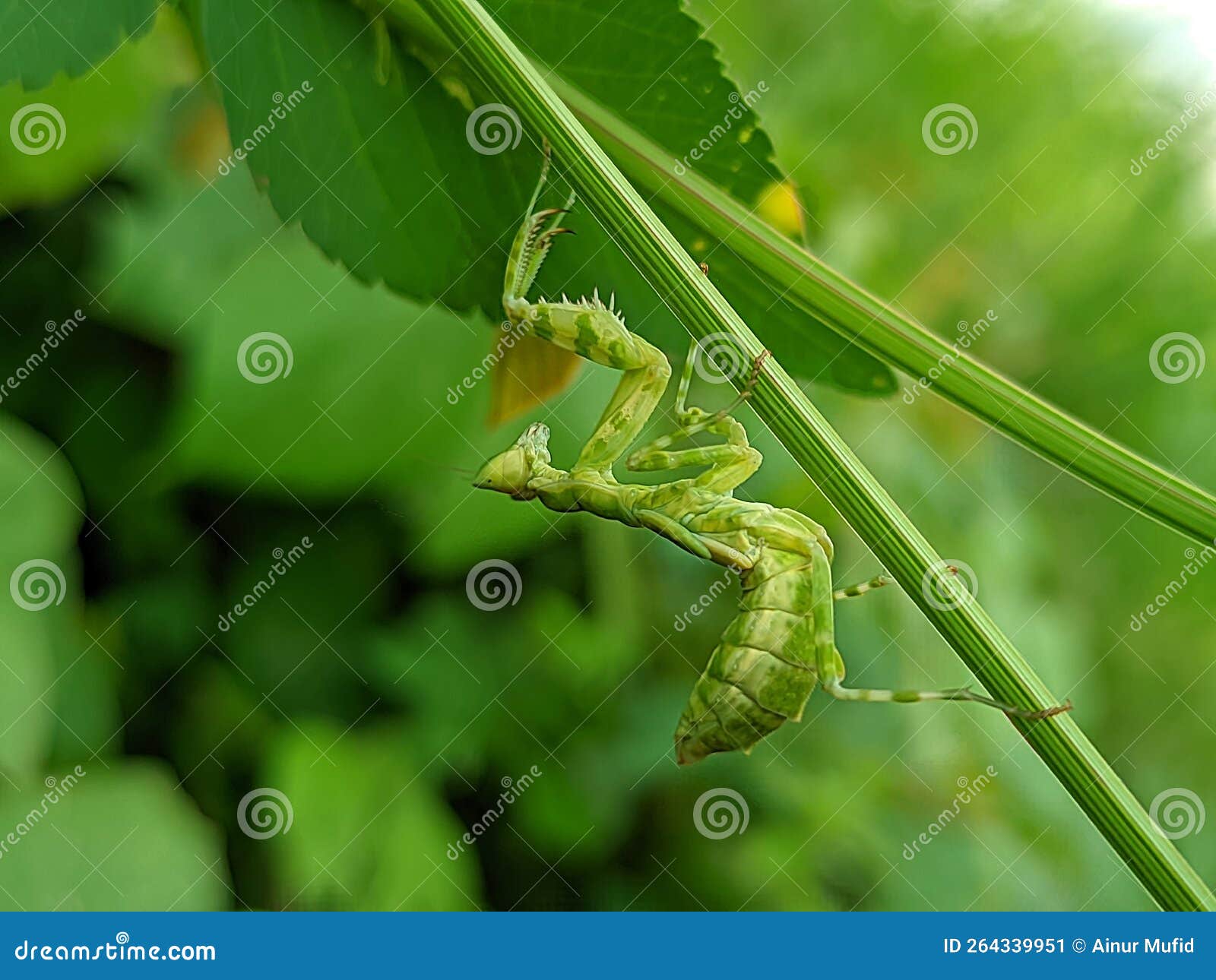 The Praying Mantis is an Insect of the Mantodea Order and is Usually ...