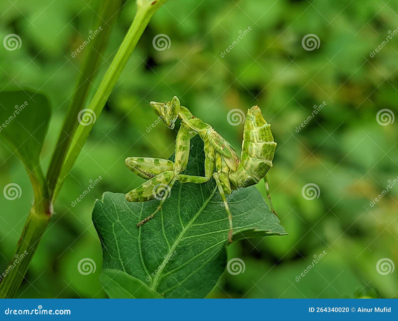The Praying Mantis is an Insect of the Mantodea Order and is Usually ...