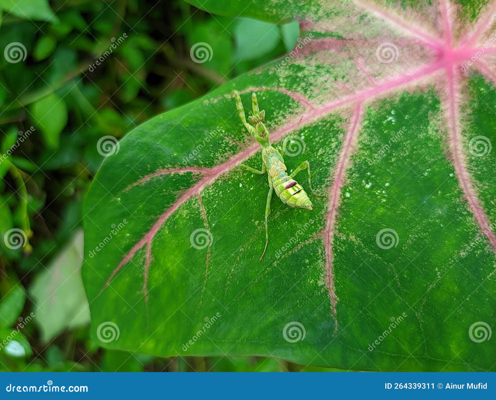 The Praying Mantis is an Insect of the Mantodea Order and is Usually ...