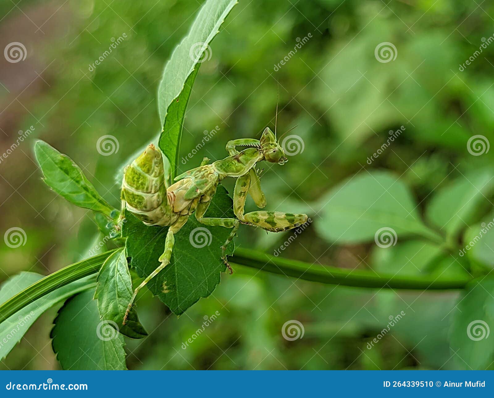 The Praying Mantis is an Insect of the Mantodea Order and is Usually ...