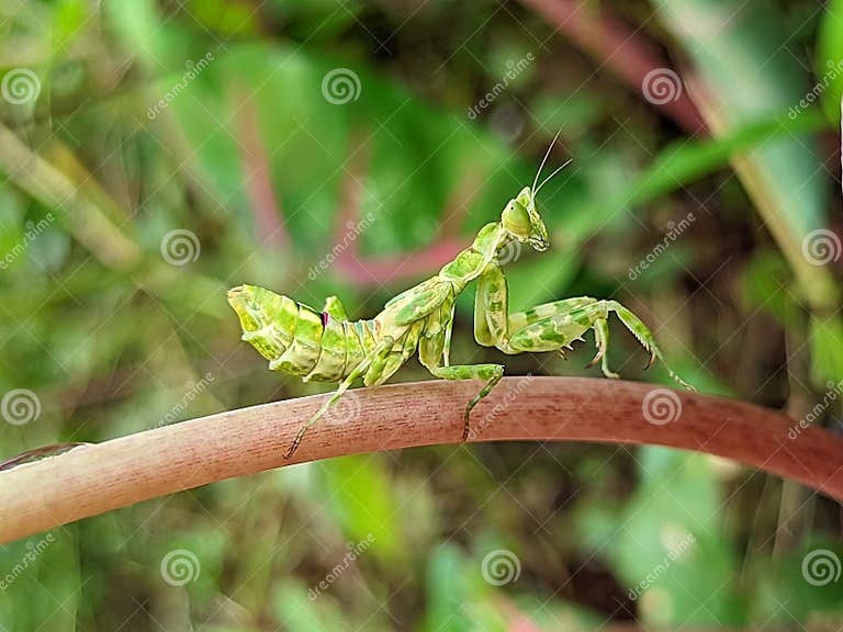 The Praying Mantis is an Insect of the Mantodea Order and is Usually ...