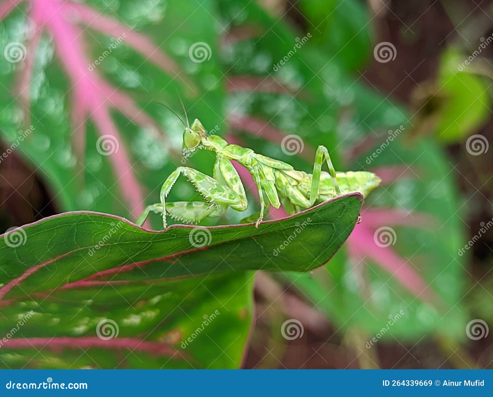 The Praying Mantis is an Insect of the Mantodea Order and is Usually ...
