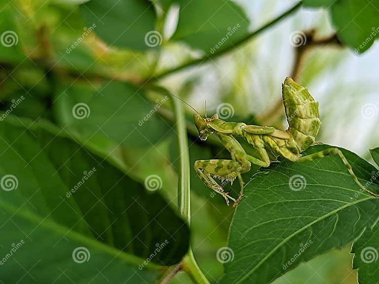 The Praying Mantis is an Insect of the Mantodea Order and is Usually ...