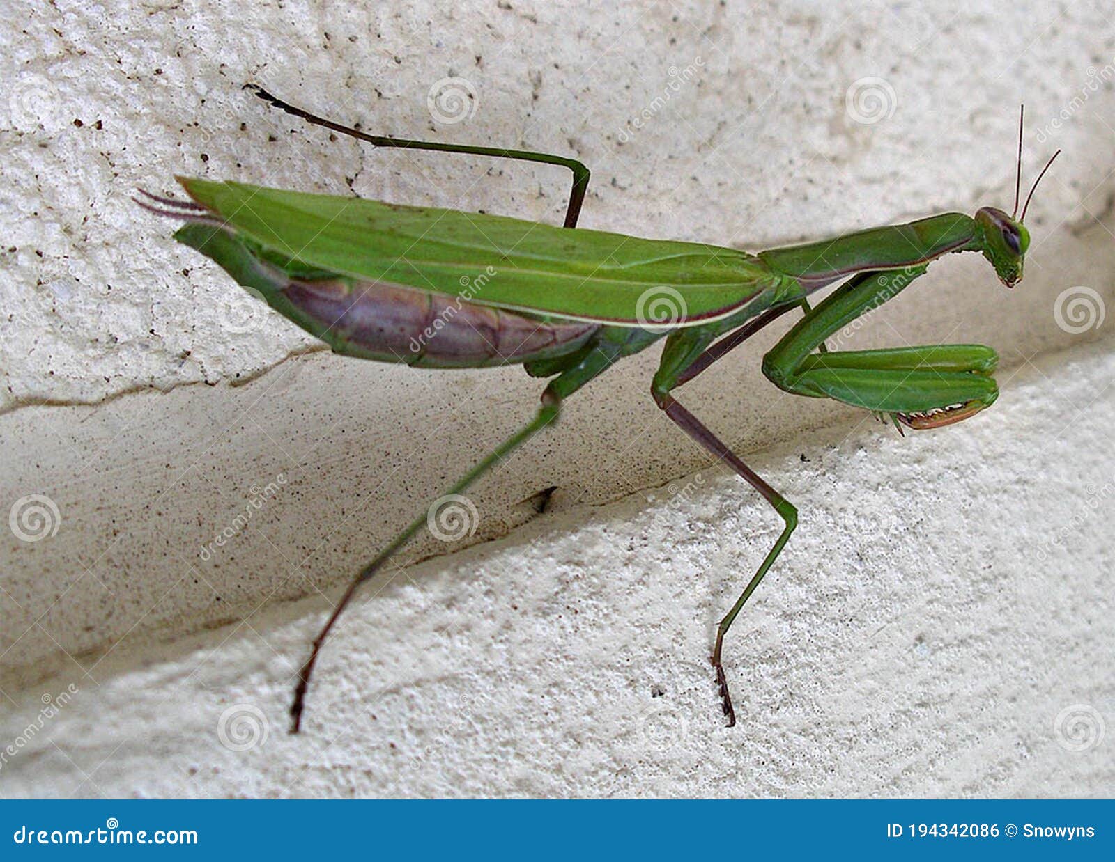 Praying Mantis Insect on the Wall Stock Photo - Image of wild, life ...