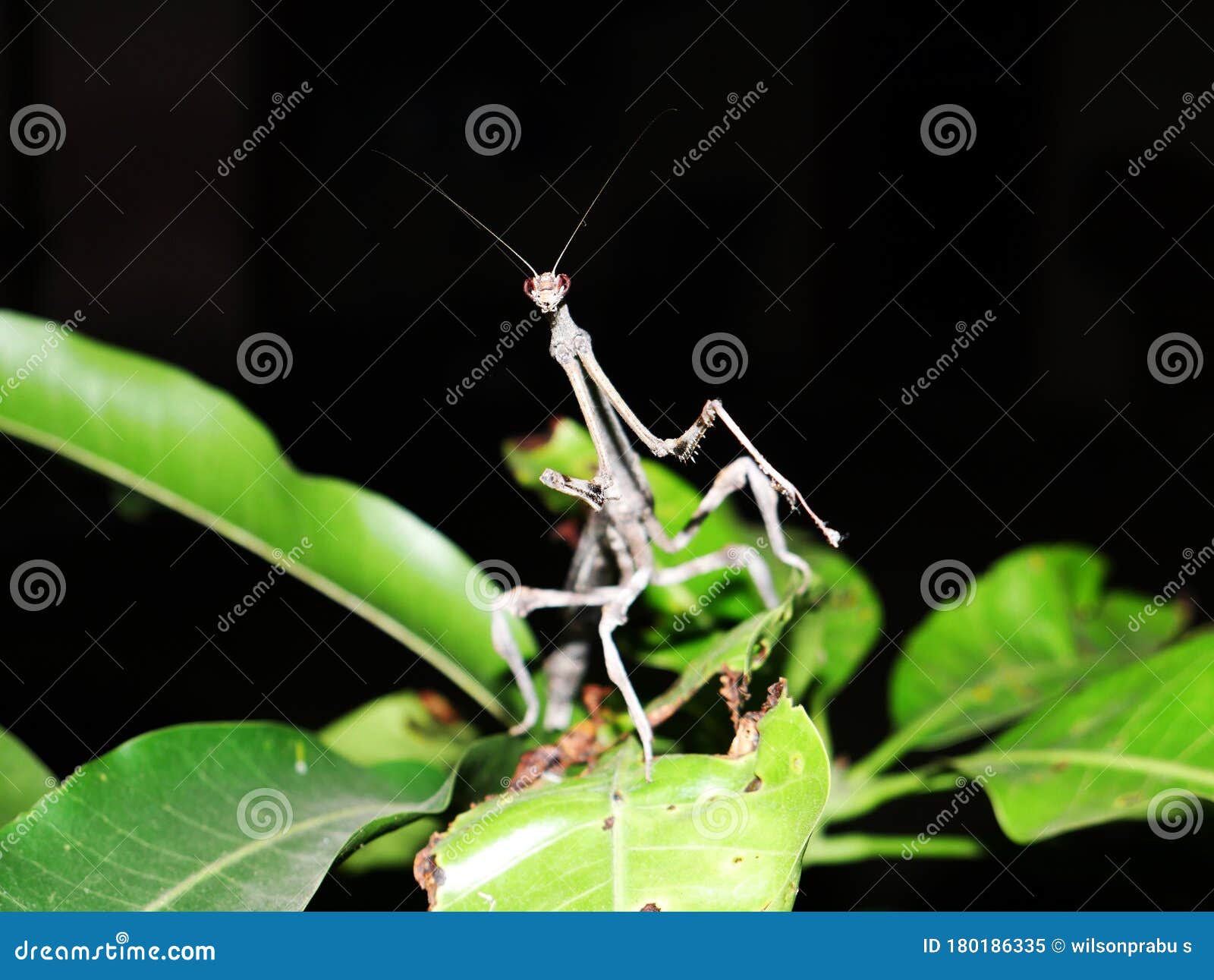 Praying mantis stock image. Image of flies, mantis, insects - 180186335