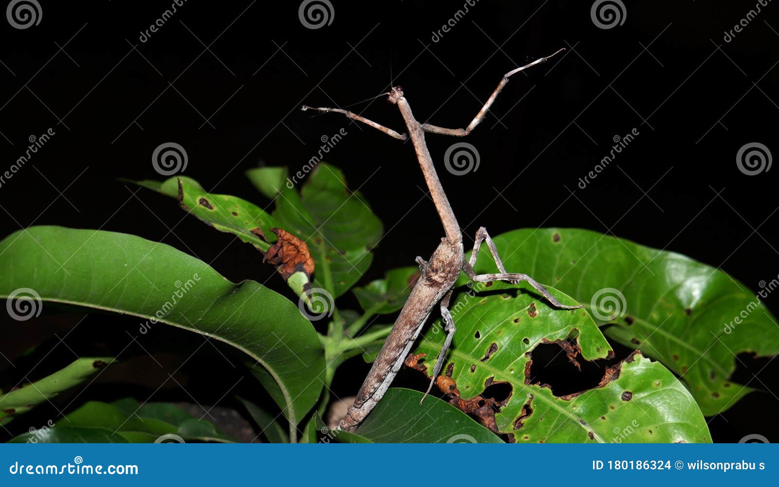 Prayingmantis stock photo. Image of prayingmantis, moth - 180186324
