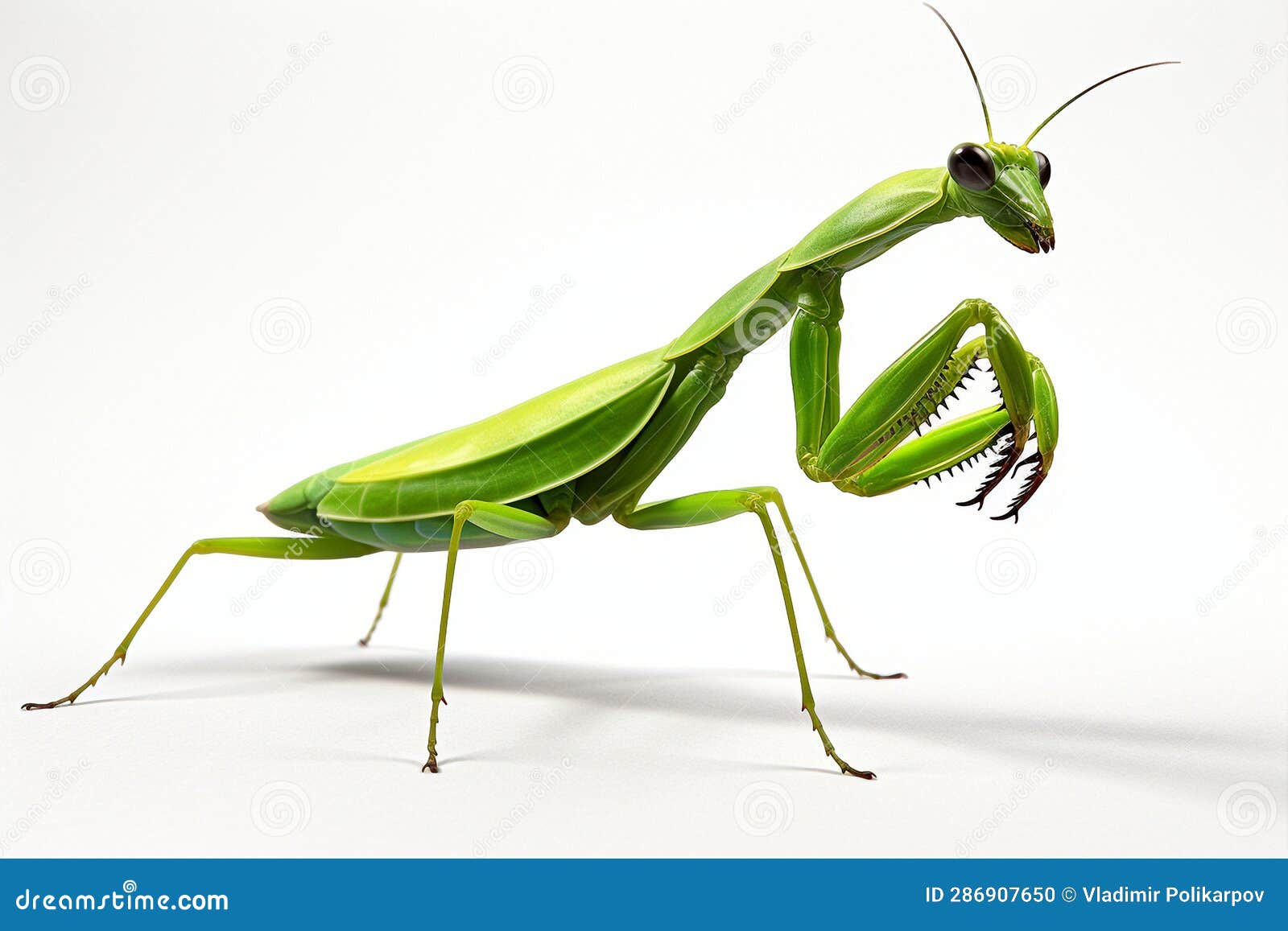 Praying Mantis Isolated on White Background Stock Illustration ...