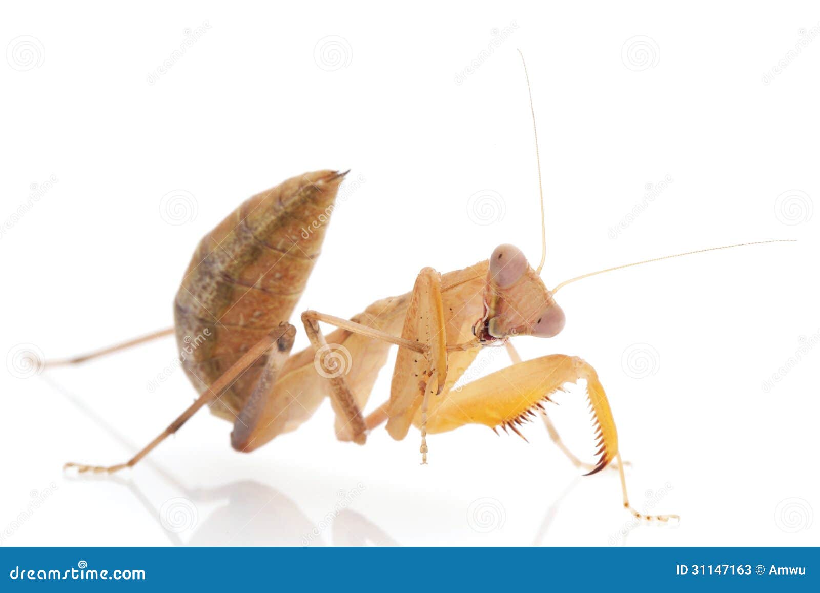 Praying Mantis stock image. Image of praying, yellow - 31147163