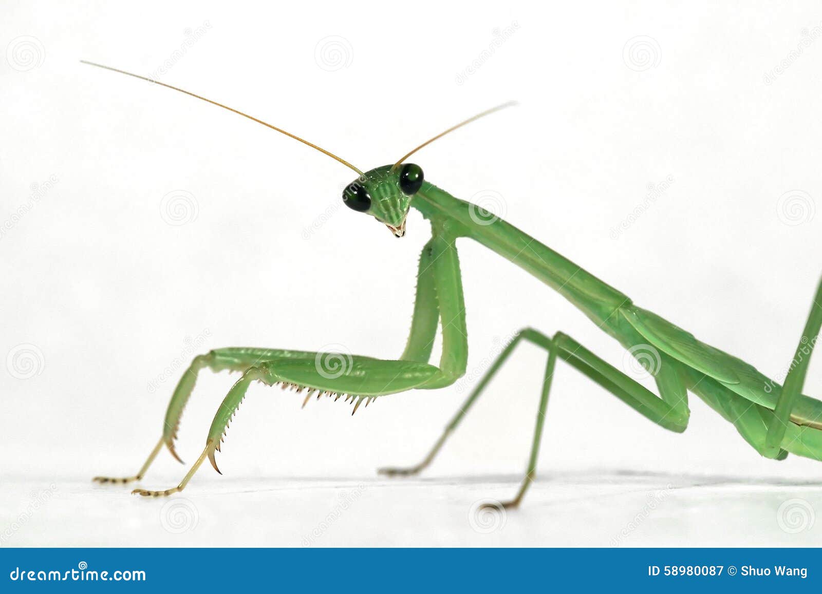 Praying Mantis stock image. Image of shot, mantis, wildlife - 58980087