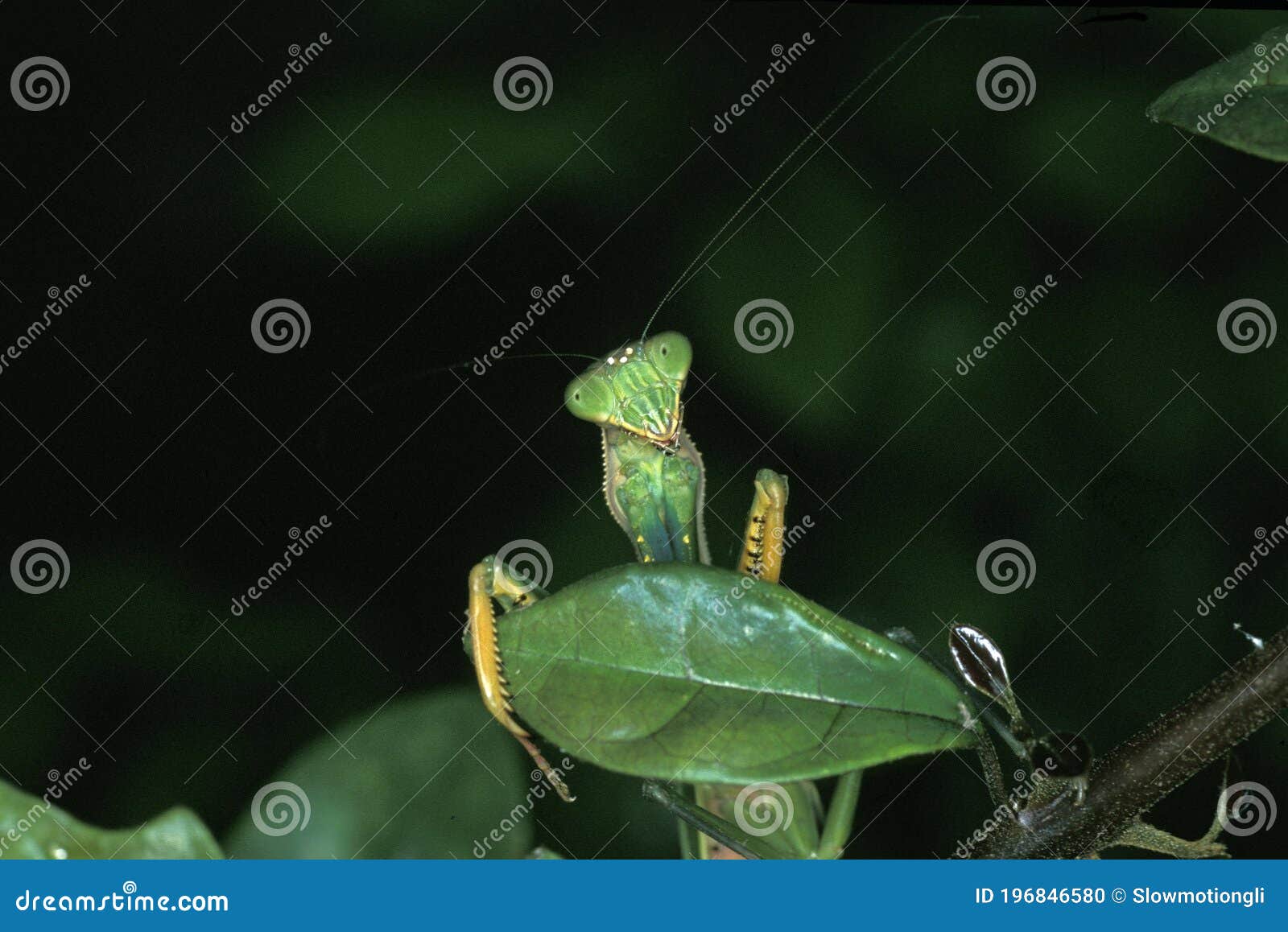 Praying Mantis, Kenya stock photo. Image of animal, outdoors - 196846580