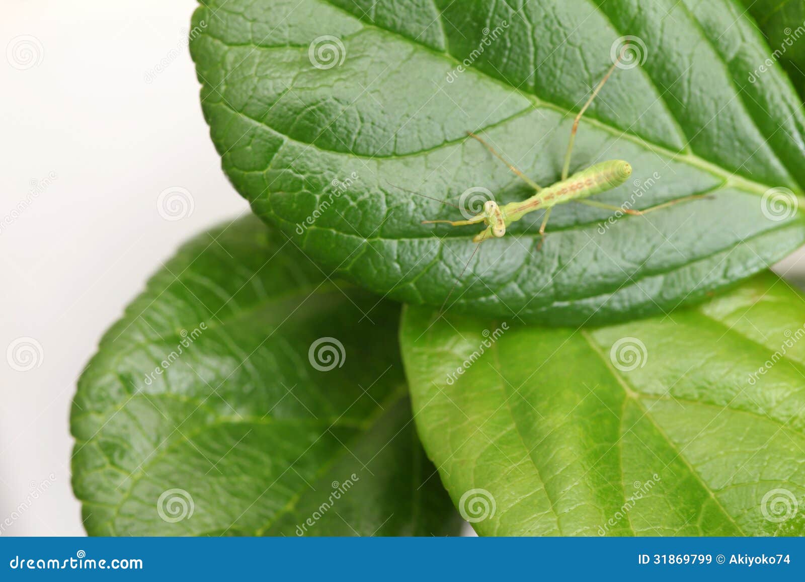 Praying mantis larva stock image. Image of beneficial - 31869799