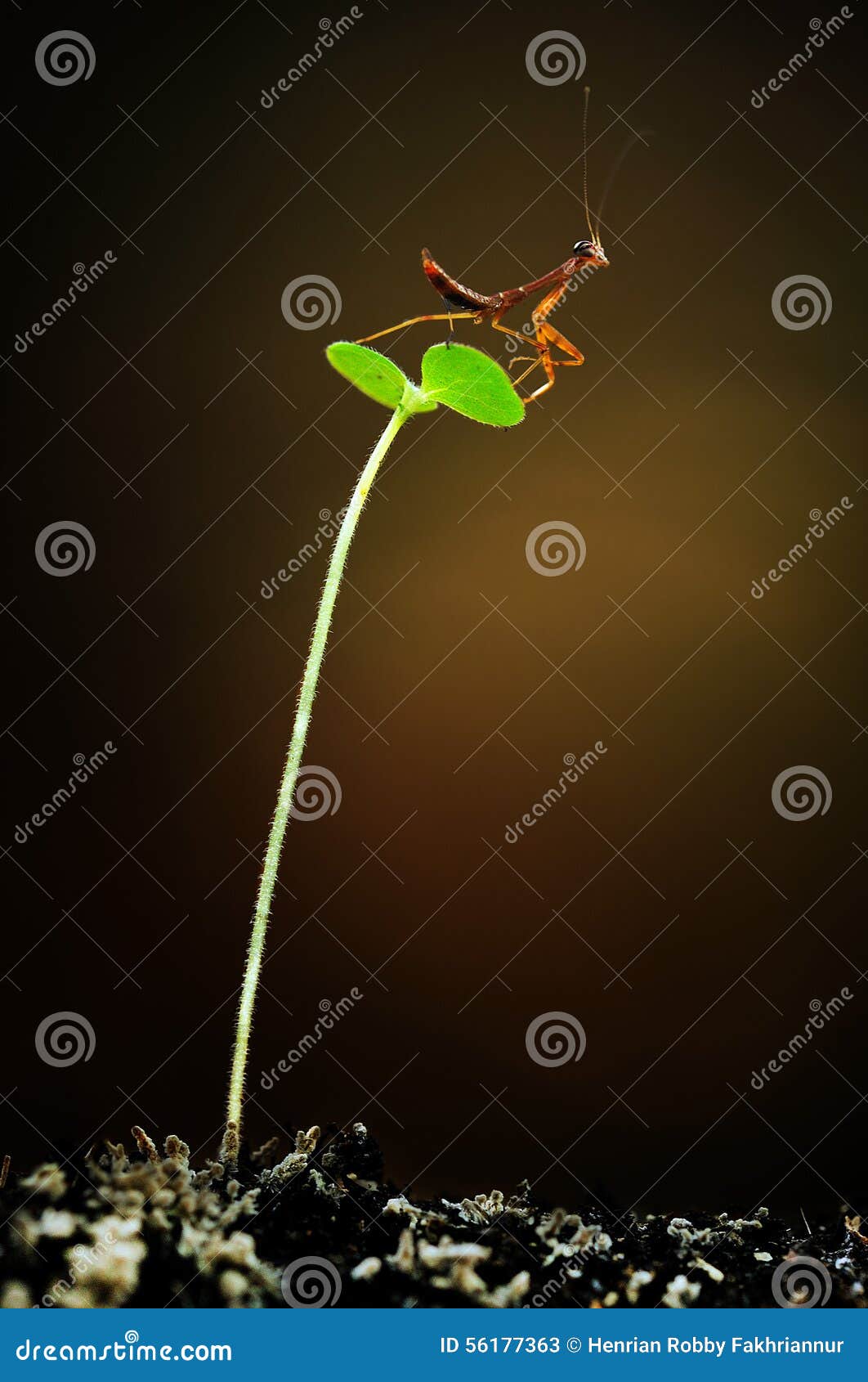 Praying mantis larva stock image. Image of macro, natural - 56177363