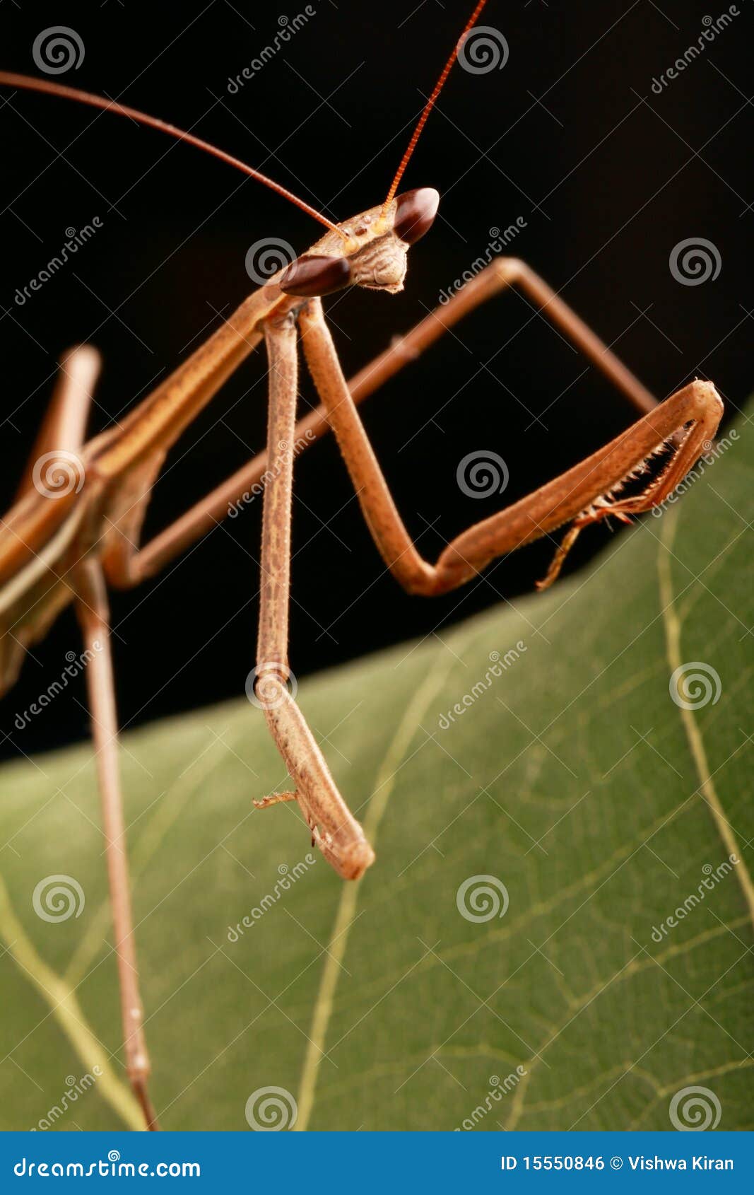 Praying mantis on a leaf stock photo. Image of ugly, insect - 15550846