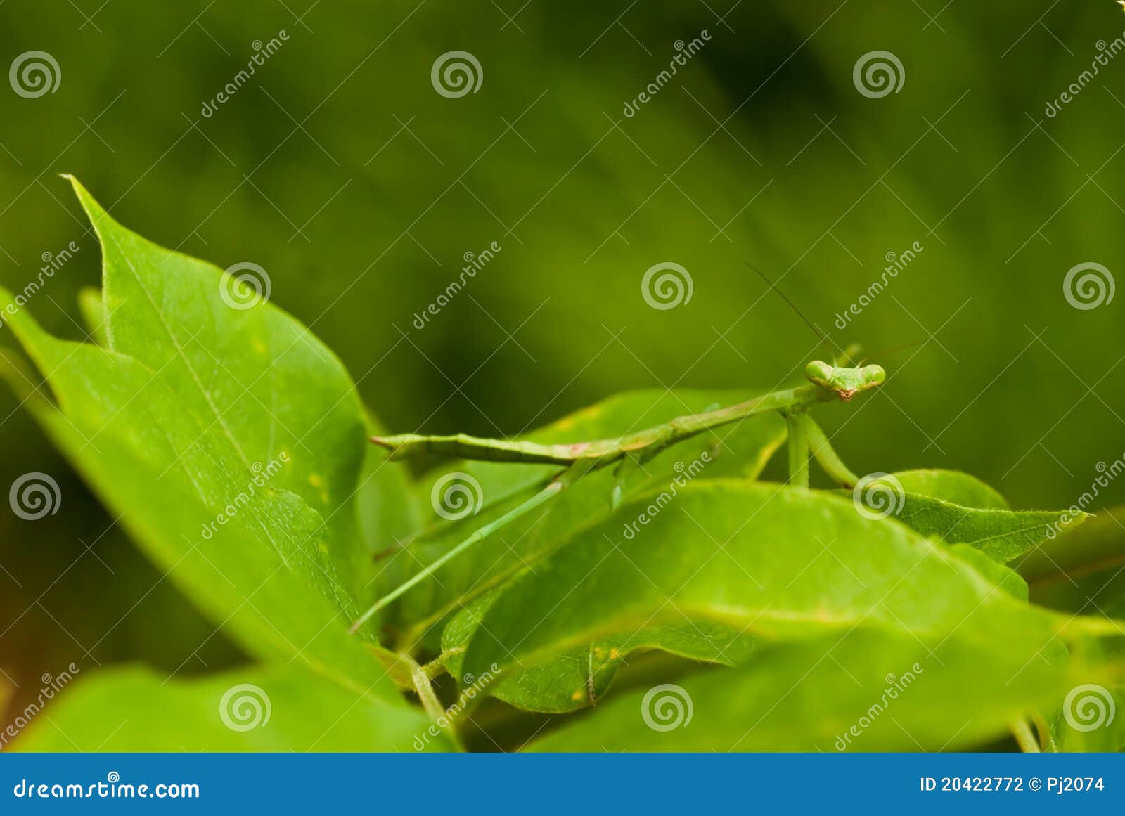 Praying Mantis on Leaf stock photo. Image of arachnid - 20422772