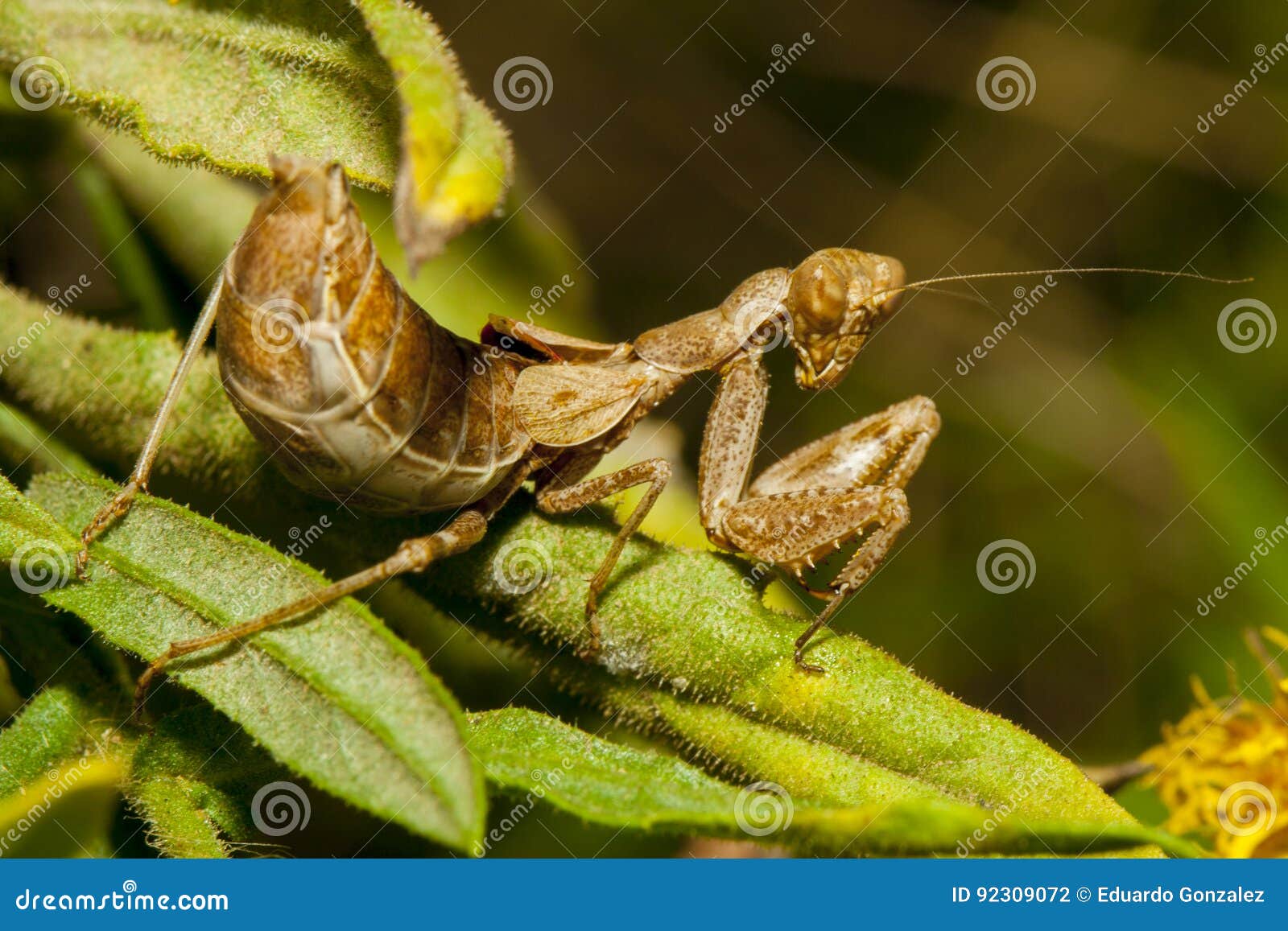 Praying mantis on leaf stock photo. Image of forest, hunting - 92309072