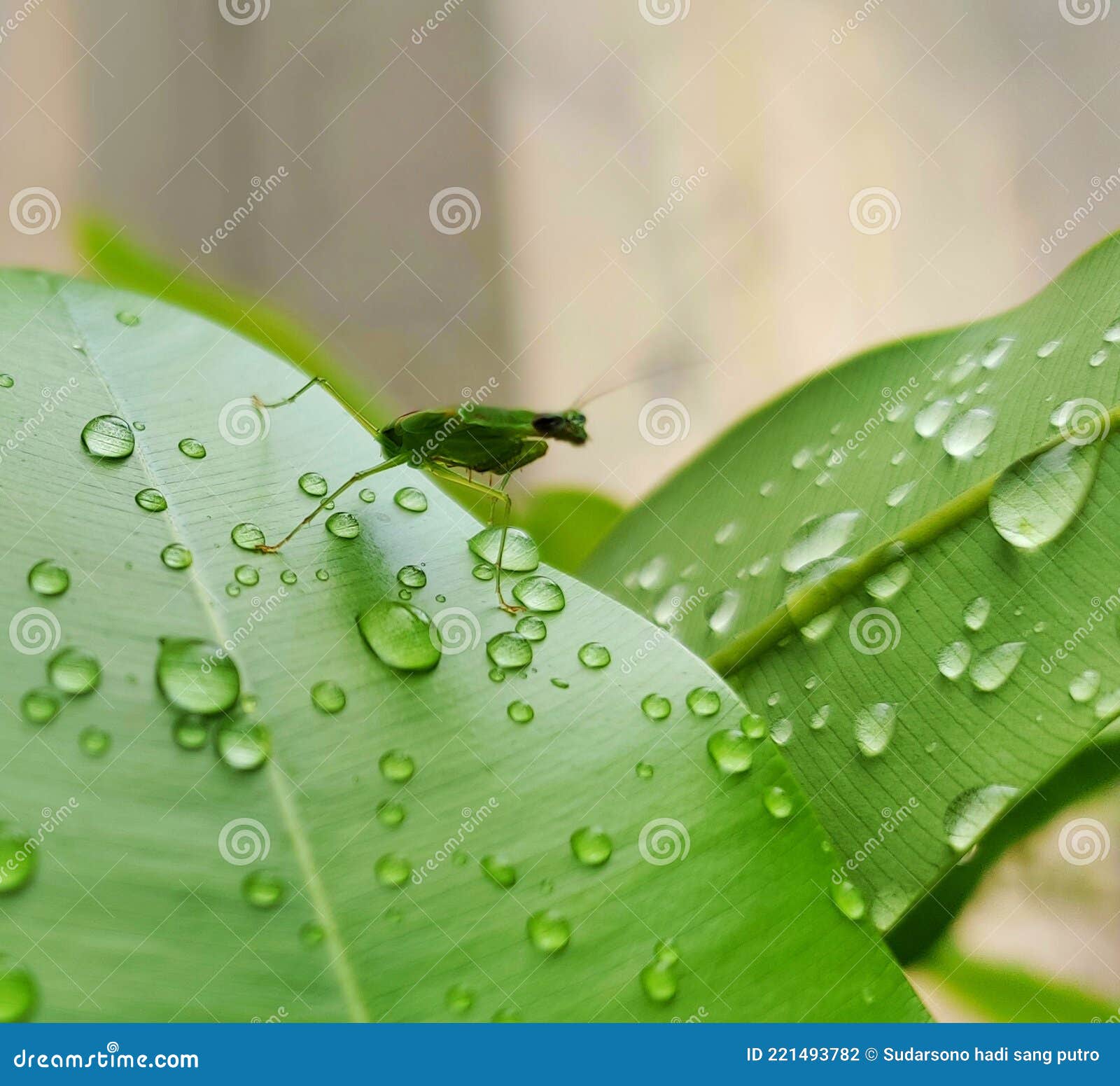 Praying Mantis on the Leaves after the Rain in the Morning Stock Photo ...