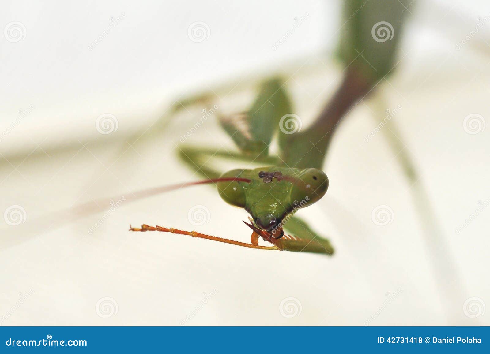 Praying mantis licking leg stock photo. Image of insect - 42731418