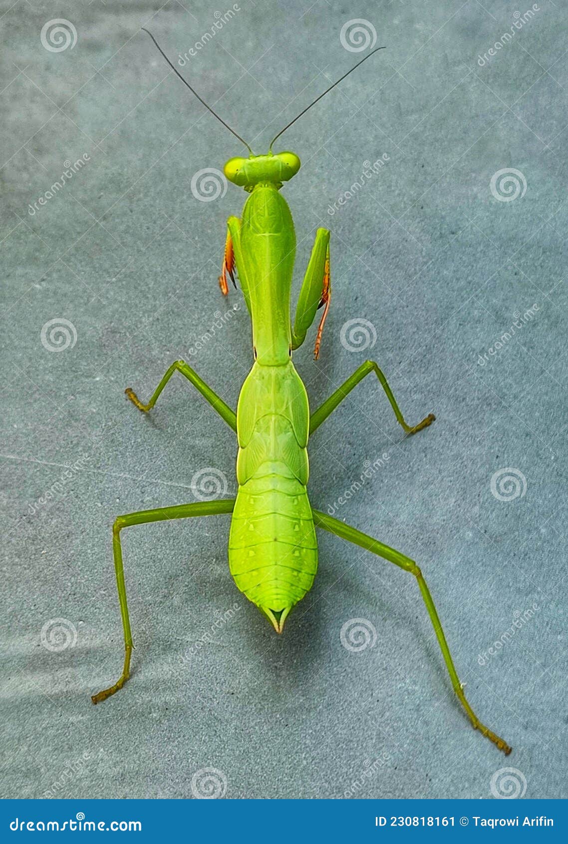 Praying Mantis Looking for Food Stock Image - Image of wing, green ...