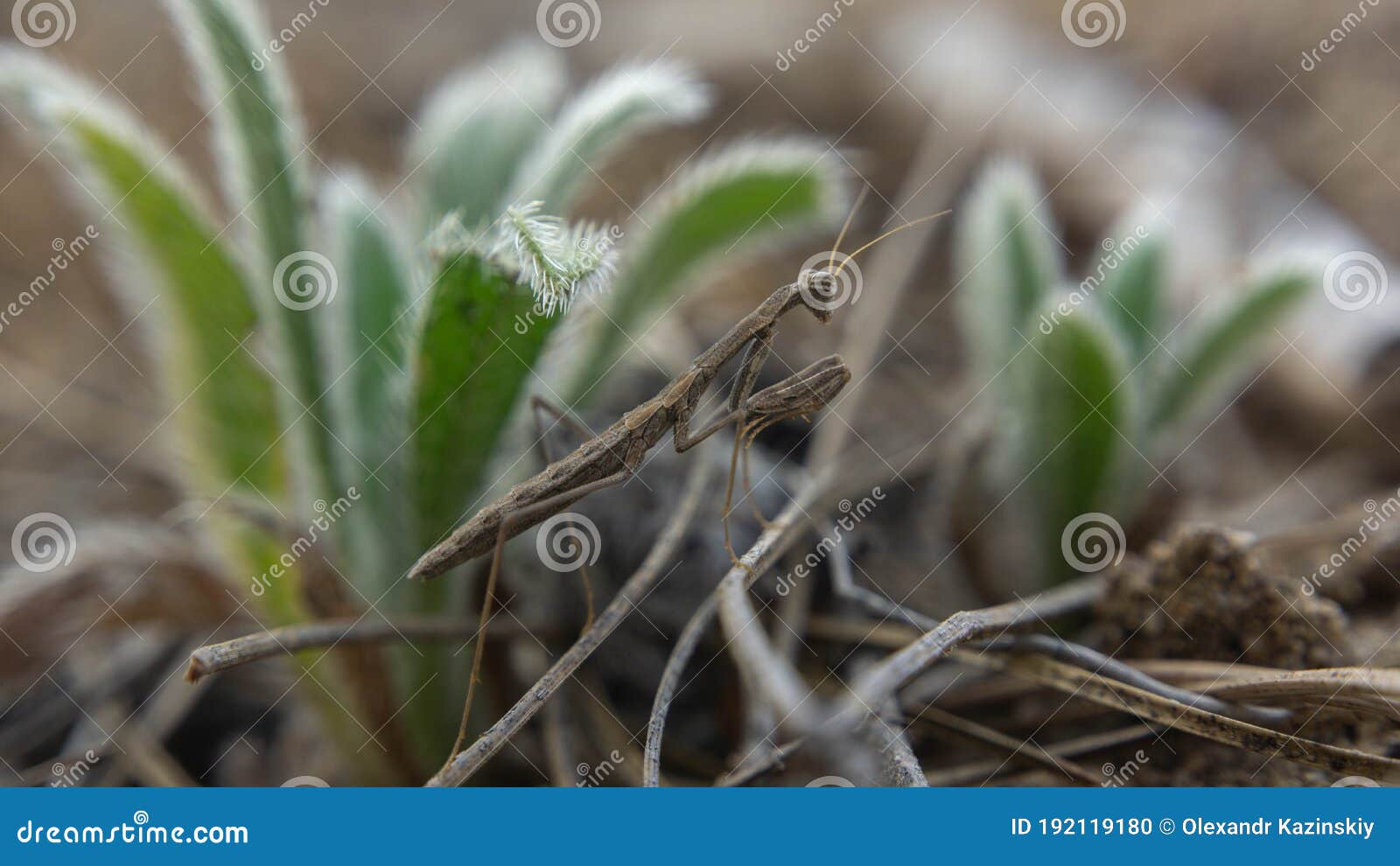 Praying Mantis Looking for Food in the Desert Stock Photo - Image of ...