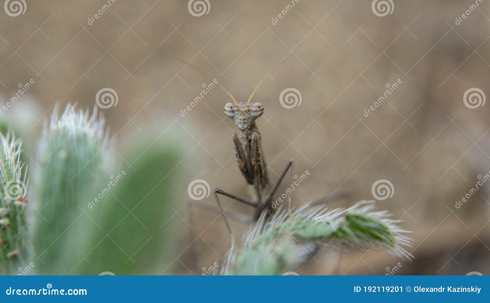 Praying Mantis Looking for Food in the Desert Stock Image - Image of ...