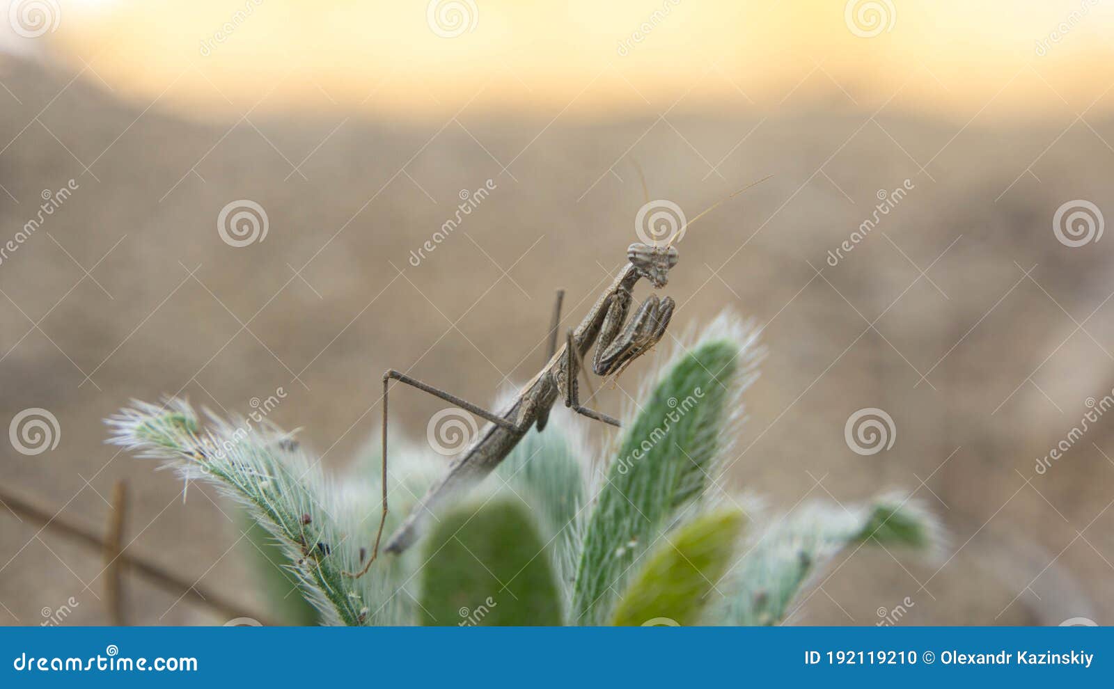 Praying Mantis Looking for Food in the Desert Stock Photo - Image of ...