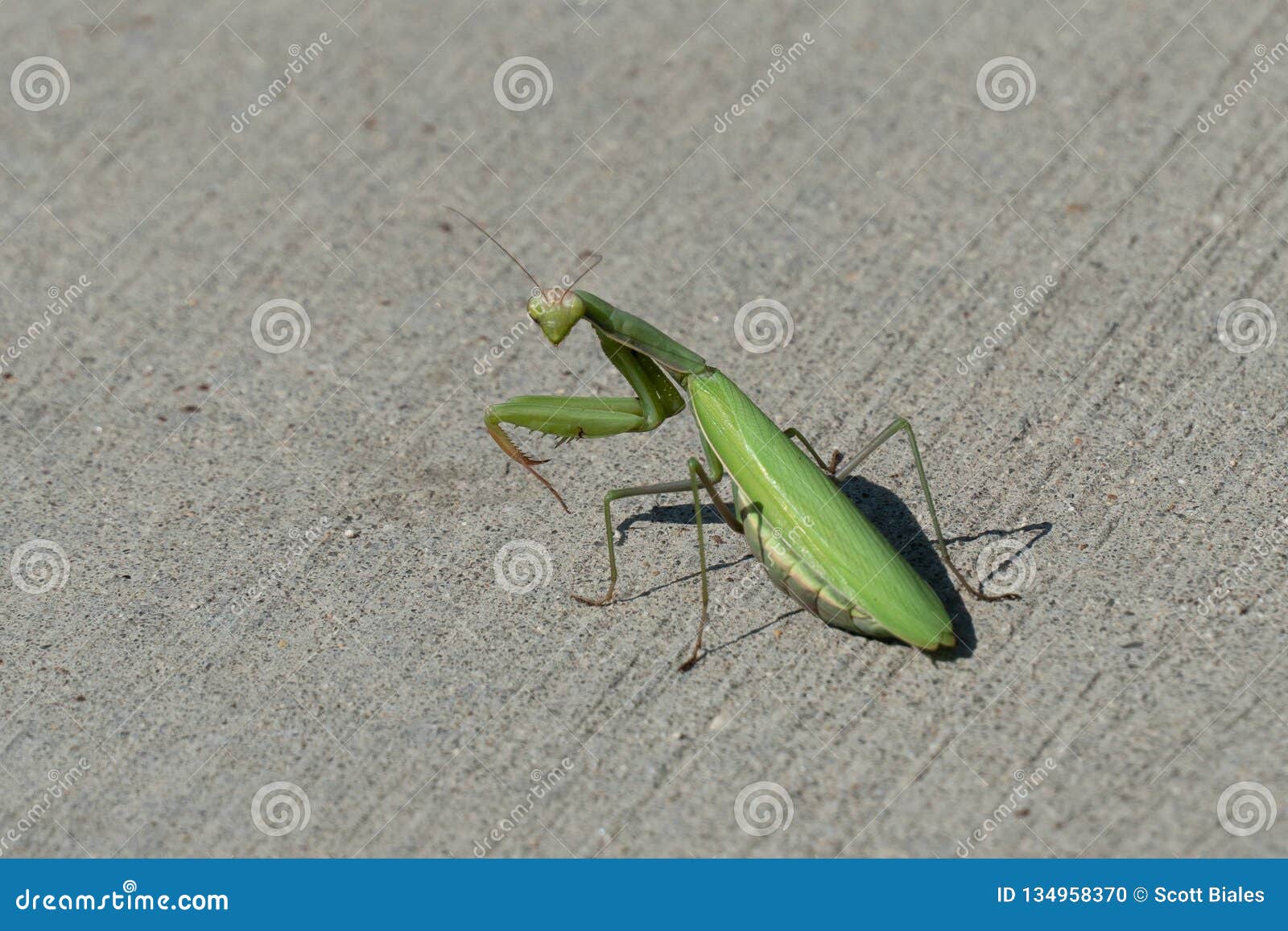 Praying Mantis Looking Over Its Shoulder Stock Photo - Image of ...