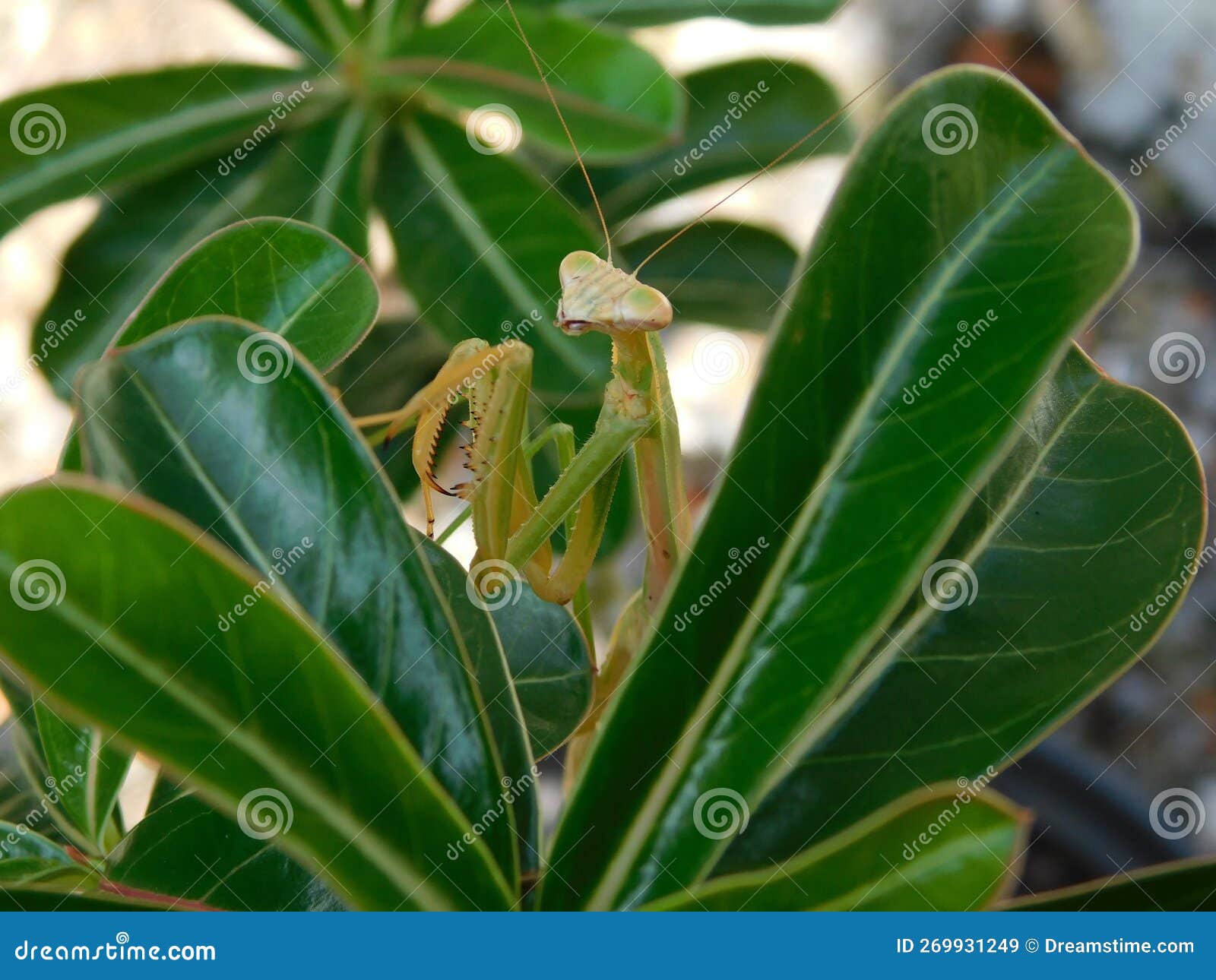 Appearance of a Praying Mantis Stock Image - Image of look, exotic ...
