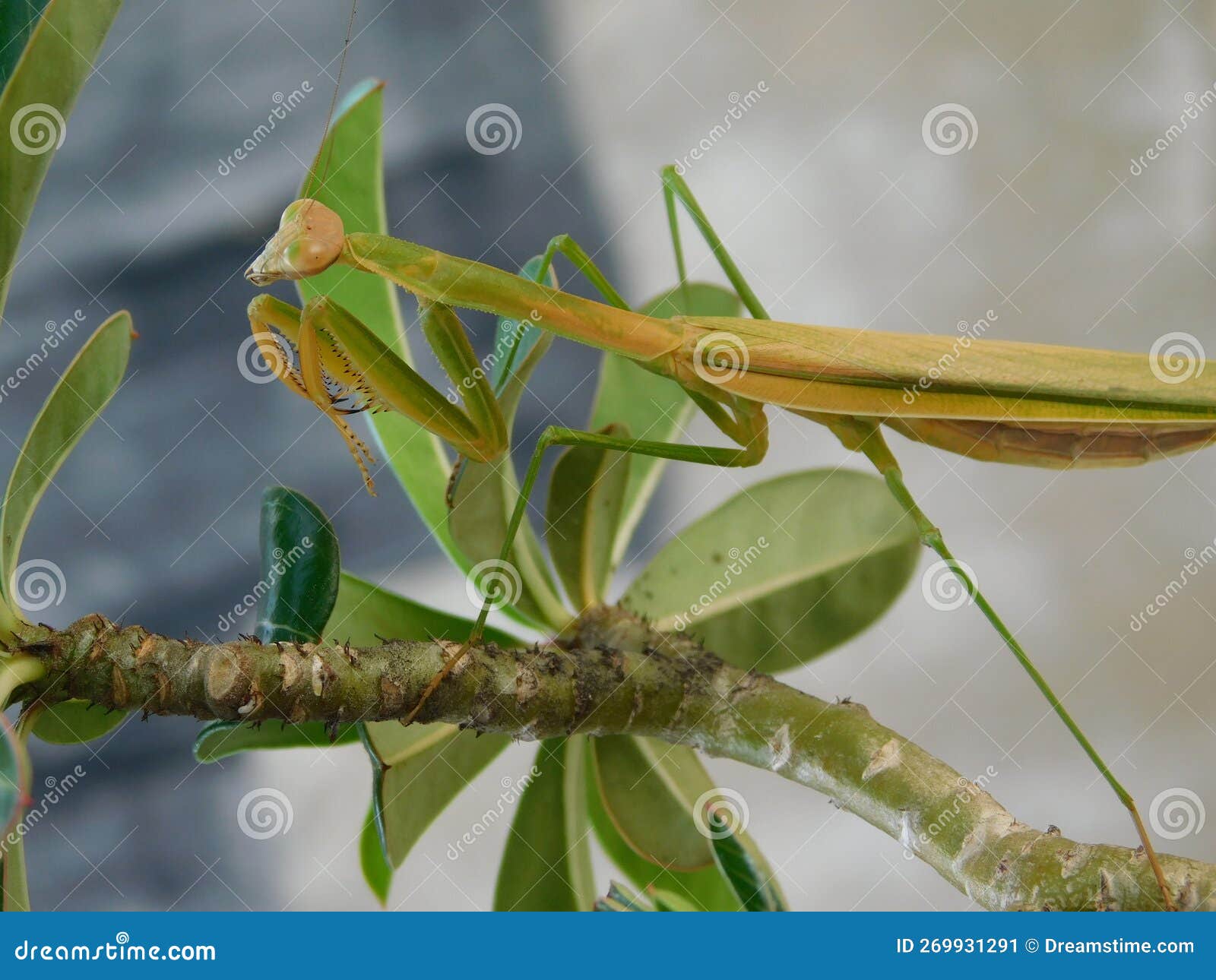Praying Mantis Looking Up Style Stock Image - Image of excited, animal ...