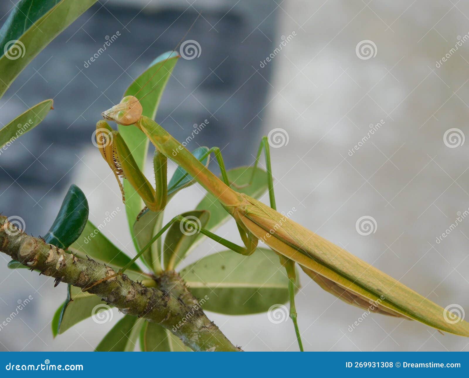 Praying Mantis Looking Up Style Stock Photo - Image of carnivorous ...