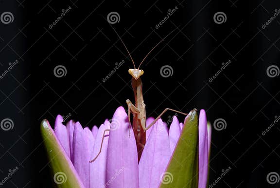 Praying mantis on a lotus. stock image. Image of mantodea - 27449137