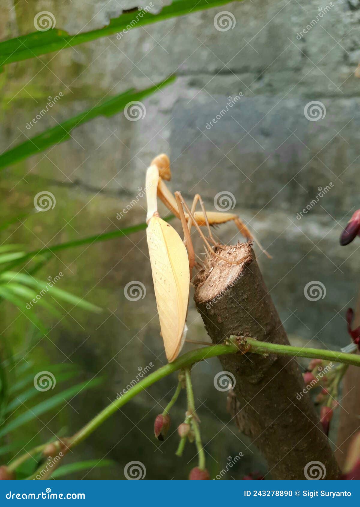 The Praying Mantis Lurks on the Branches of the Starfruit Tree Stock ...