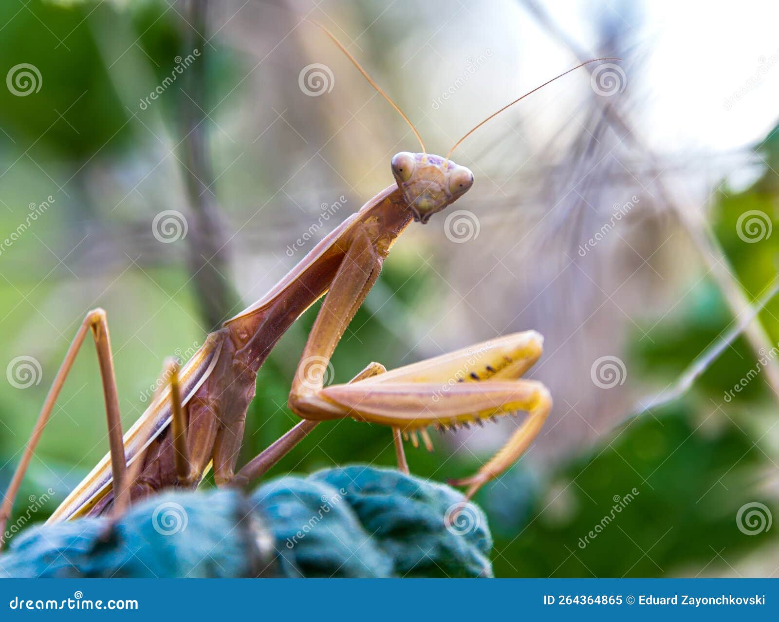 The Praying Mantis Lurks in the Grass, Stock Image - Image of danger ...