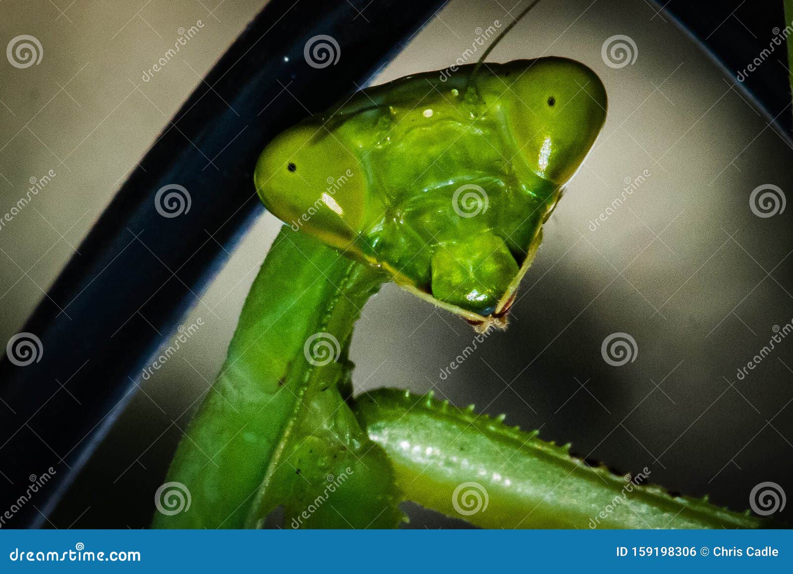 Praying mantis macro stock photo. Image of insect, close - 159198306