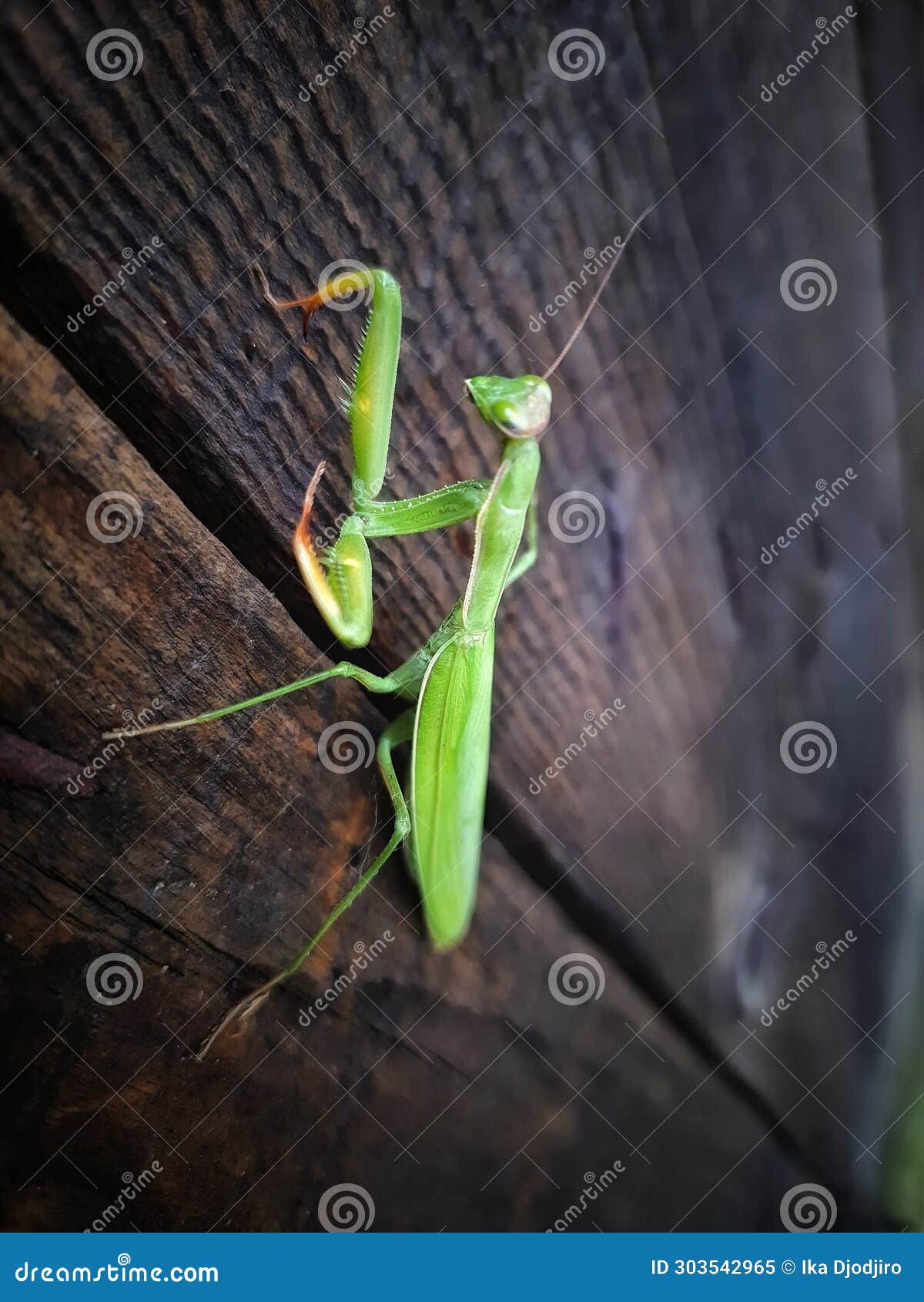 Praying mantis macro stock image. Image of looking, face - 303542965
