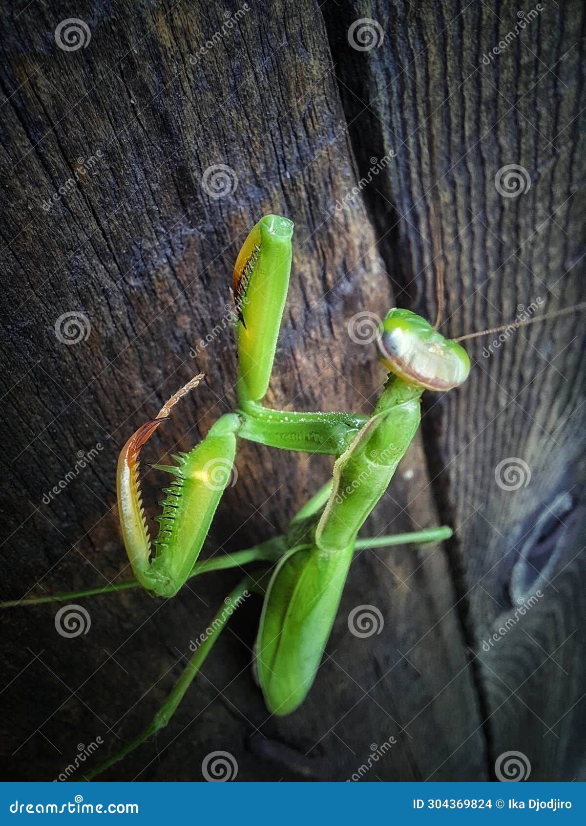 Praying mantis macro stock photo. Image of macro, arthropod - 304369824